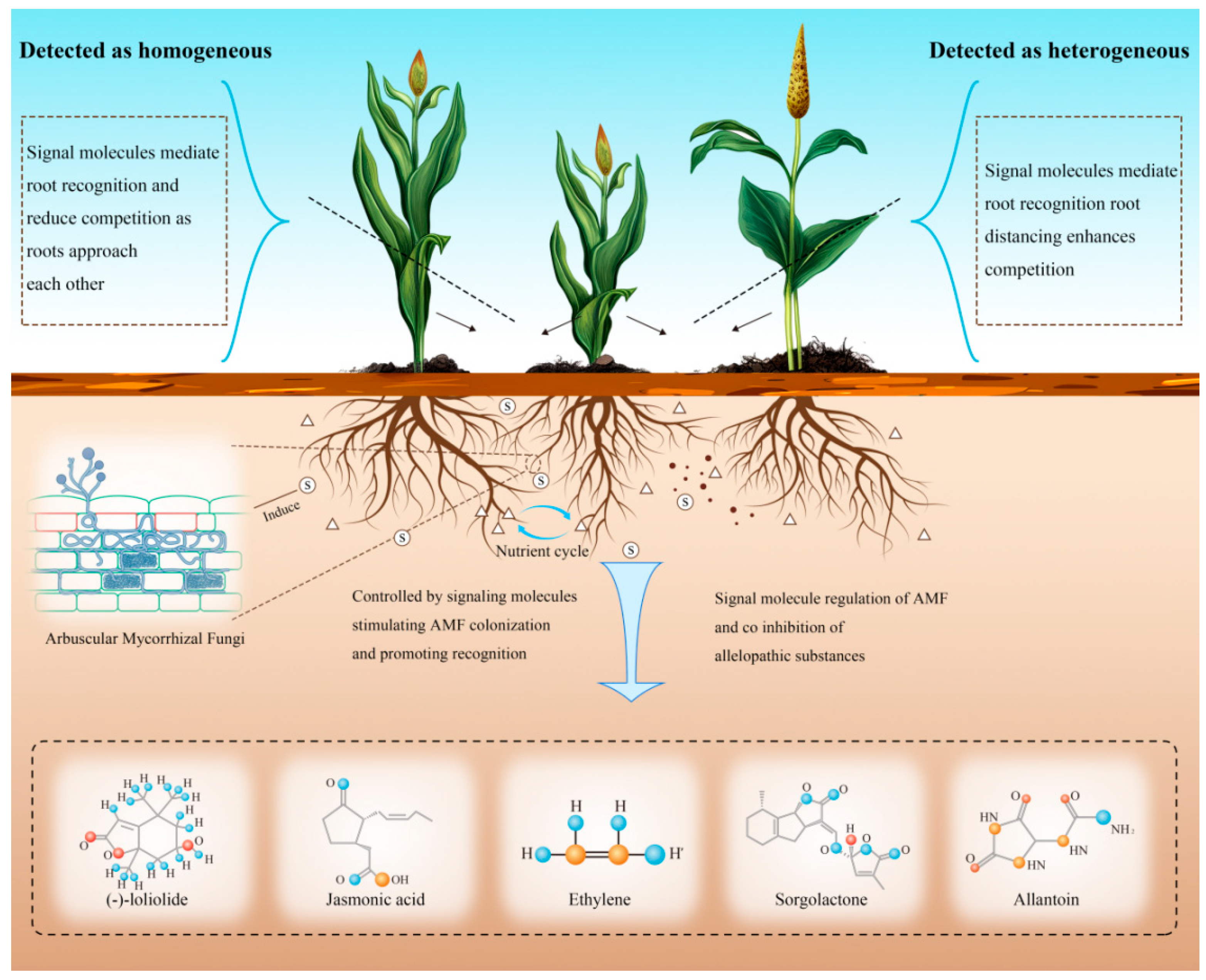 Advances in Plant Species Recognition Mediated by Root Exudates: A ...