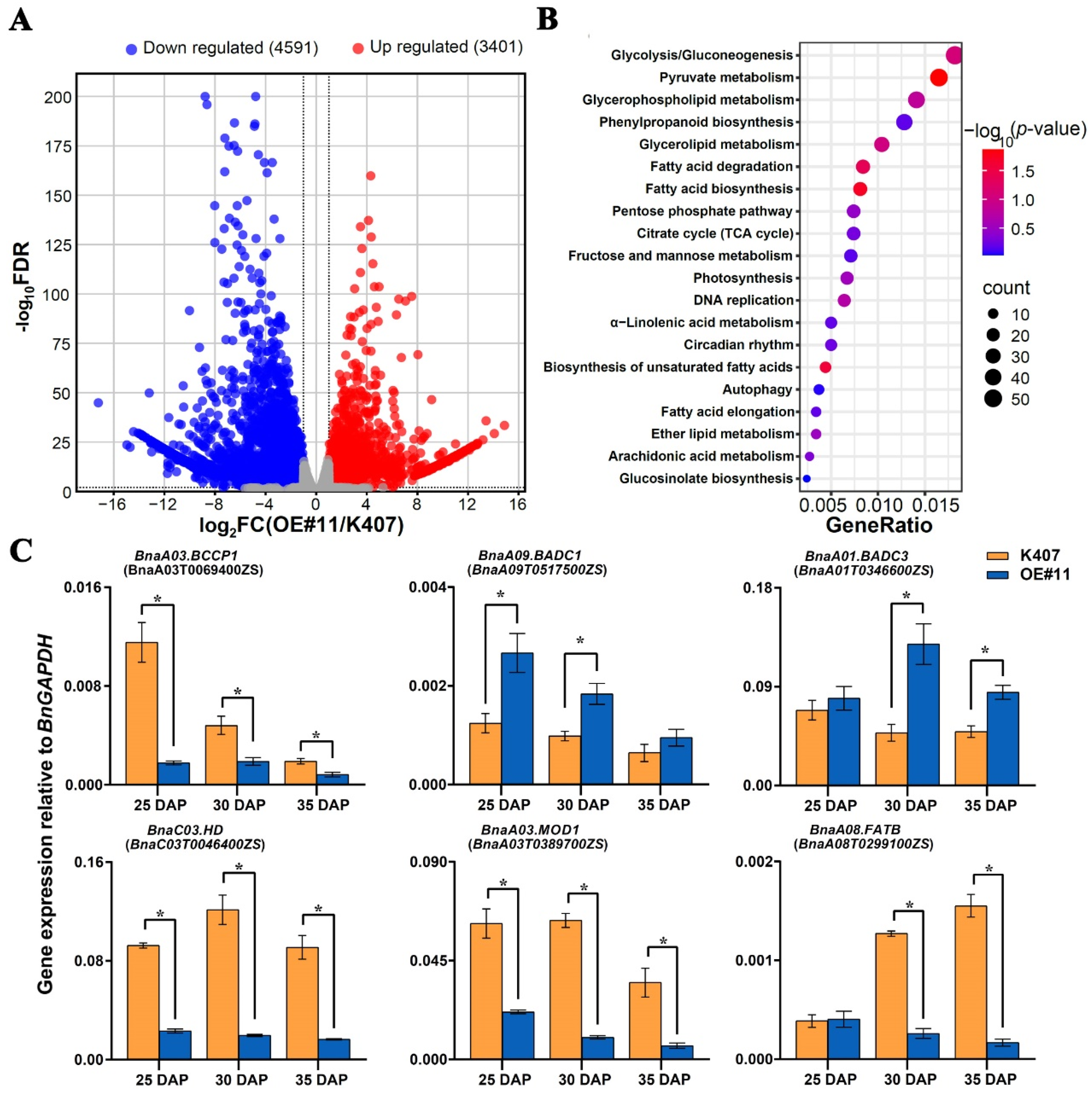 Transcription Factor BnaC04.MYB89 Negatively Regulates Seed Fatty Acid ...