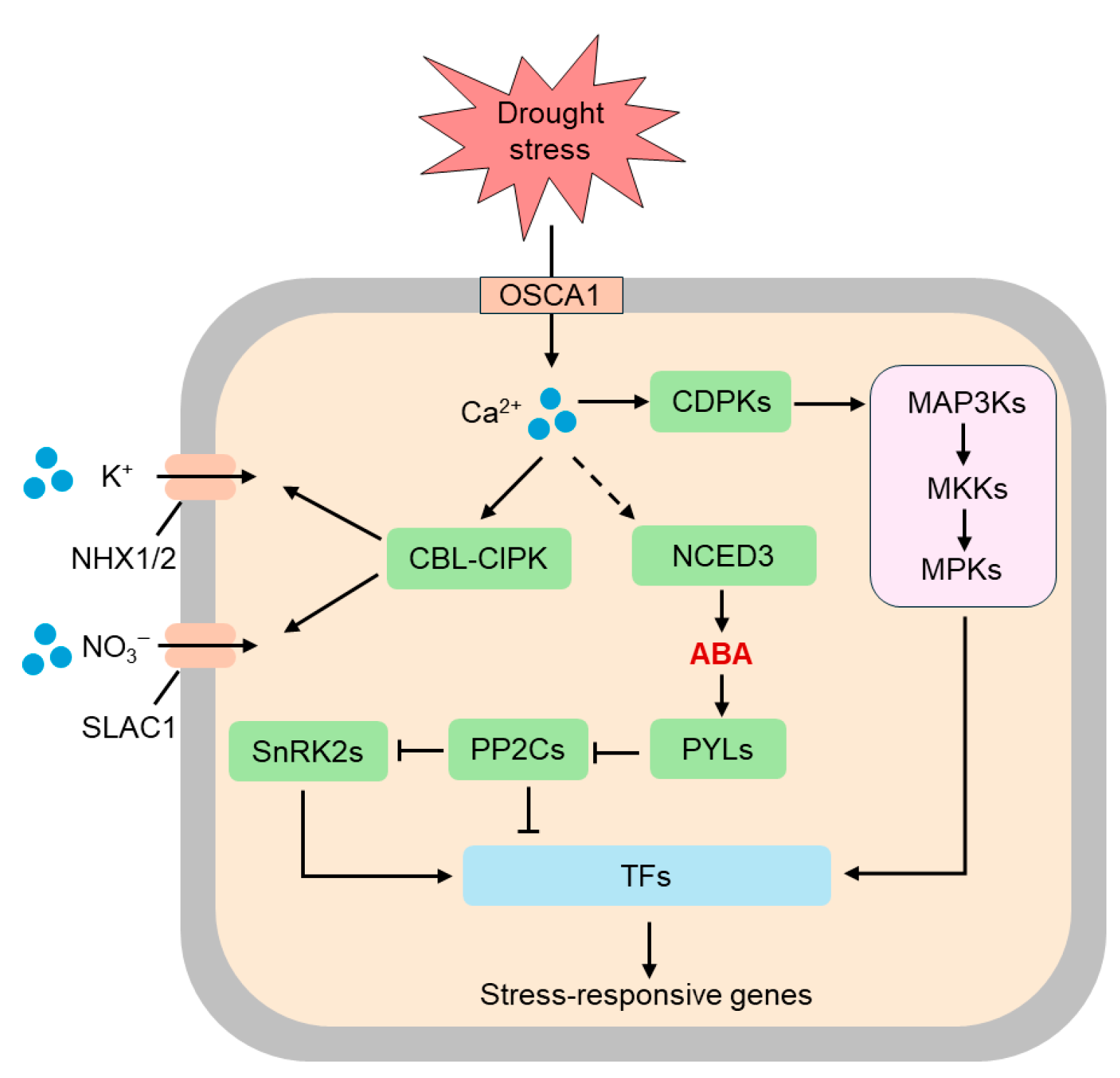 Integrating Drought Stress Signaling and Smart Breeding for Climate ...