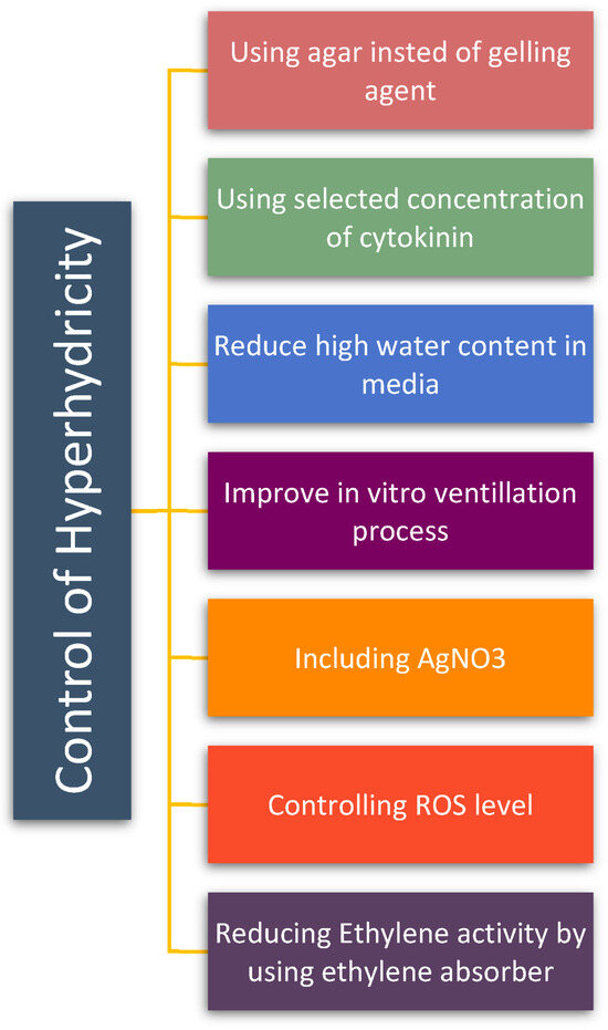 Hyperhydricity Syndrome in In Vitro Plants: Mechanisms, Physiology, and ...