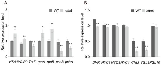 CDE6 Regulates Chloroplast Ultrastructure and Affects the Sensitivity ...