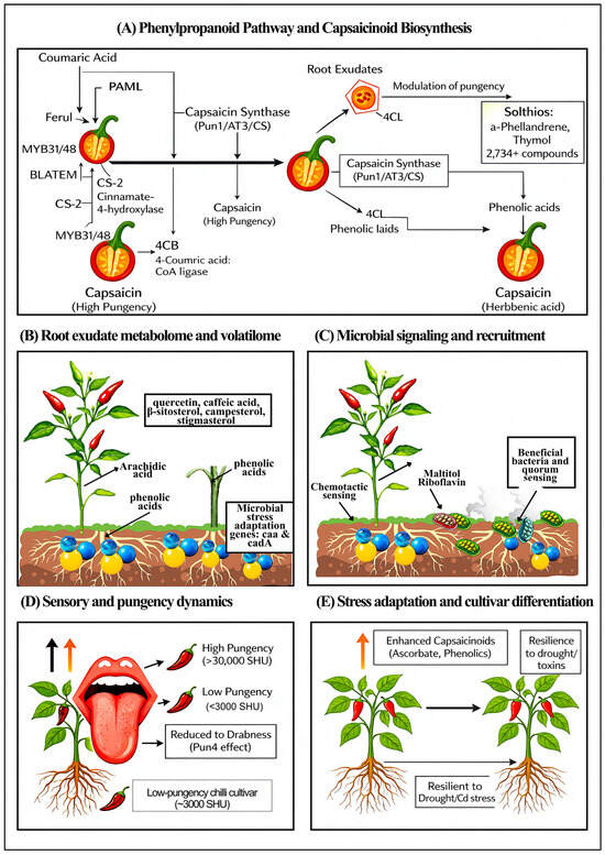 Microbiome-Mediated Cd Stabilization in Chilli Pepper: Roles of ...