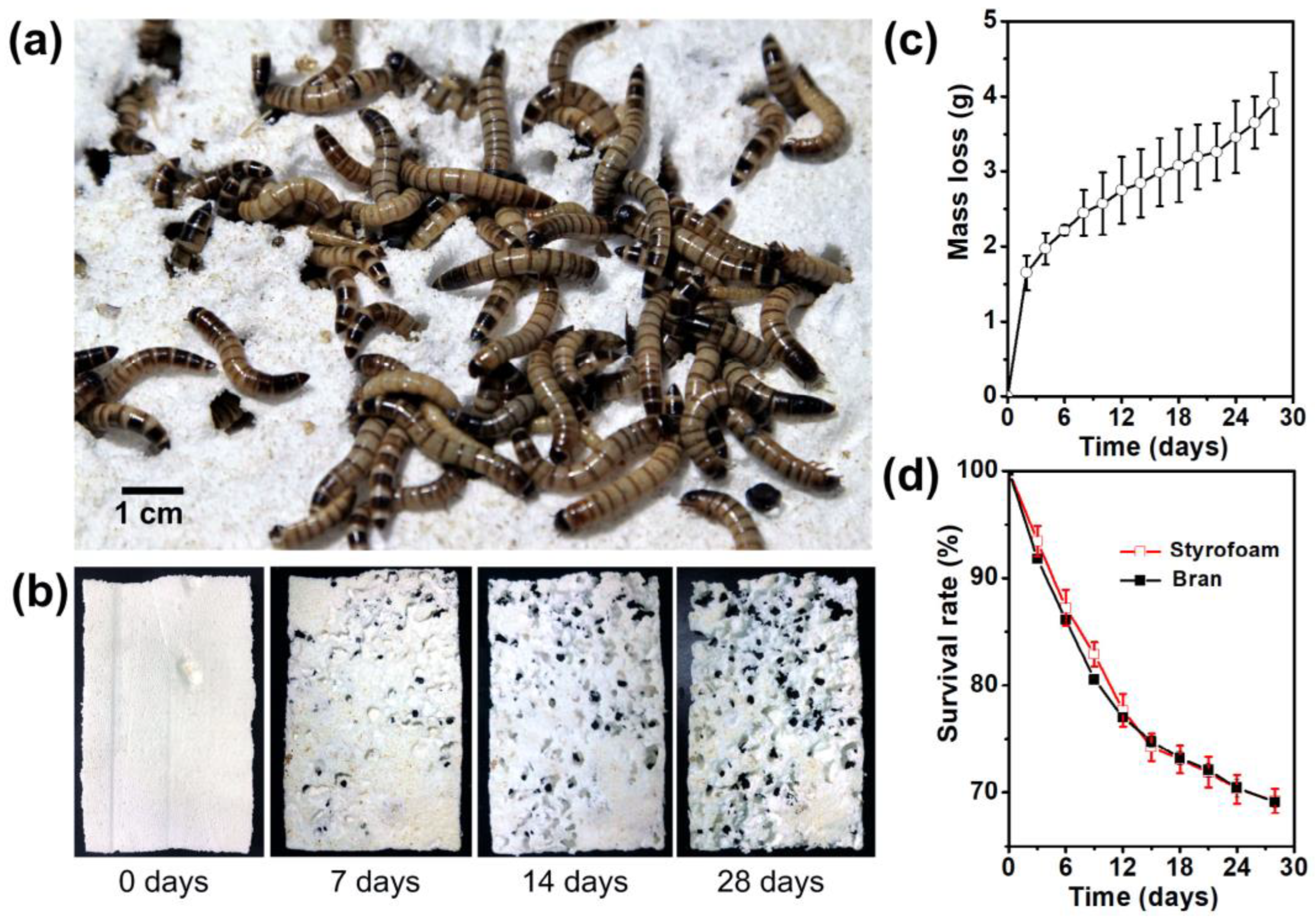 Recent Advances in Degradation of Polymer Plastics by Insects ...