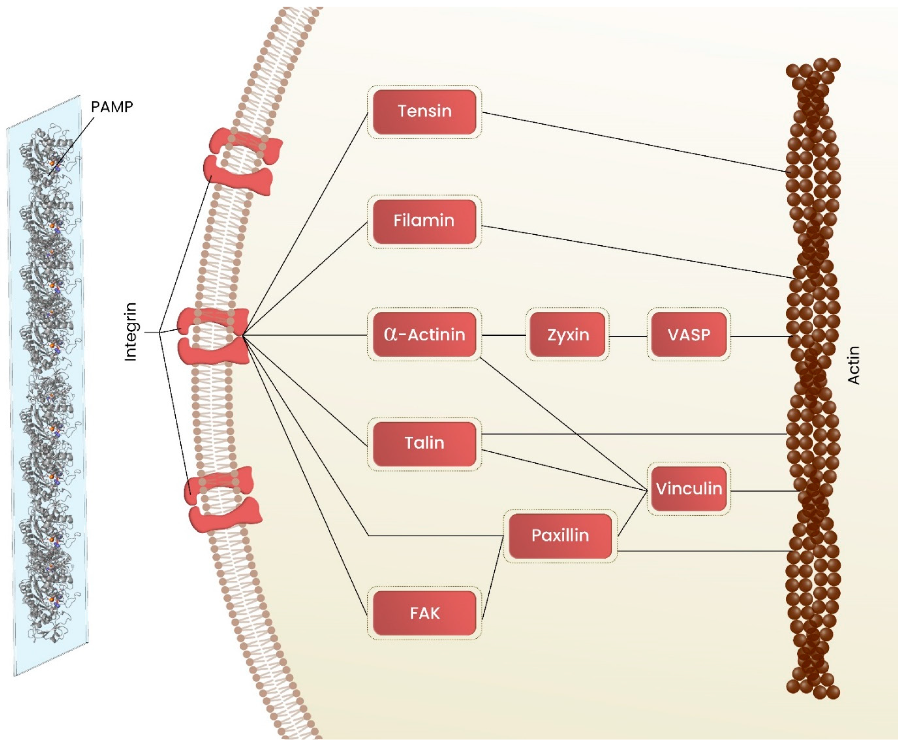 Mechanisms of Foreign Body Giant Cell Formation in Response to ...