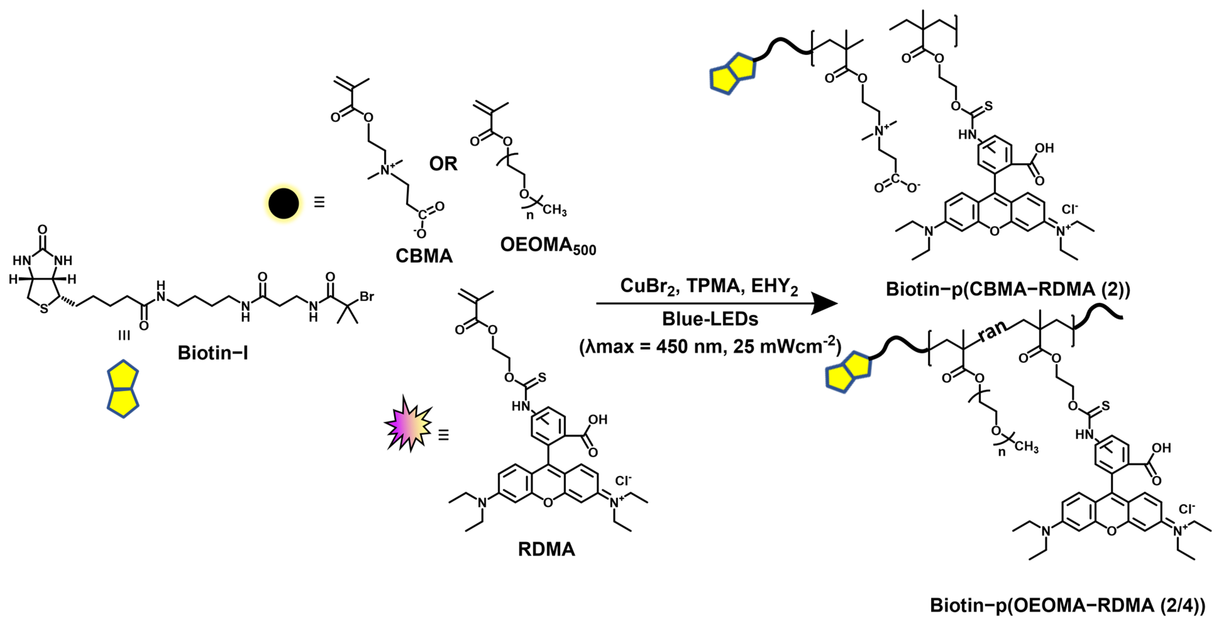 Highly Sensitive Detection of Bacteria by Binder-Coupled ...