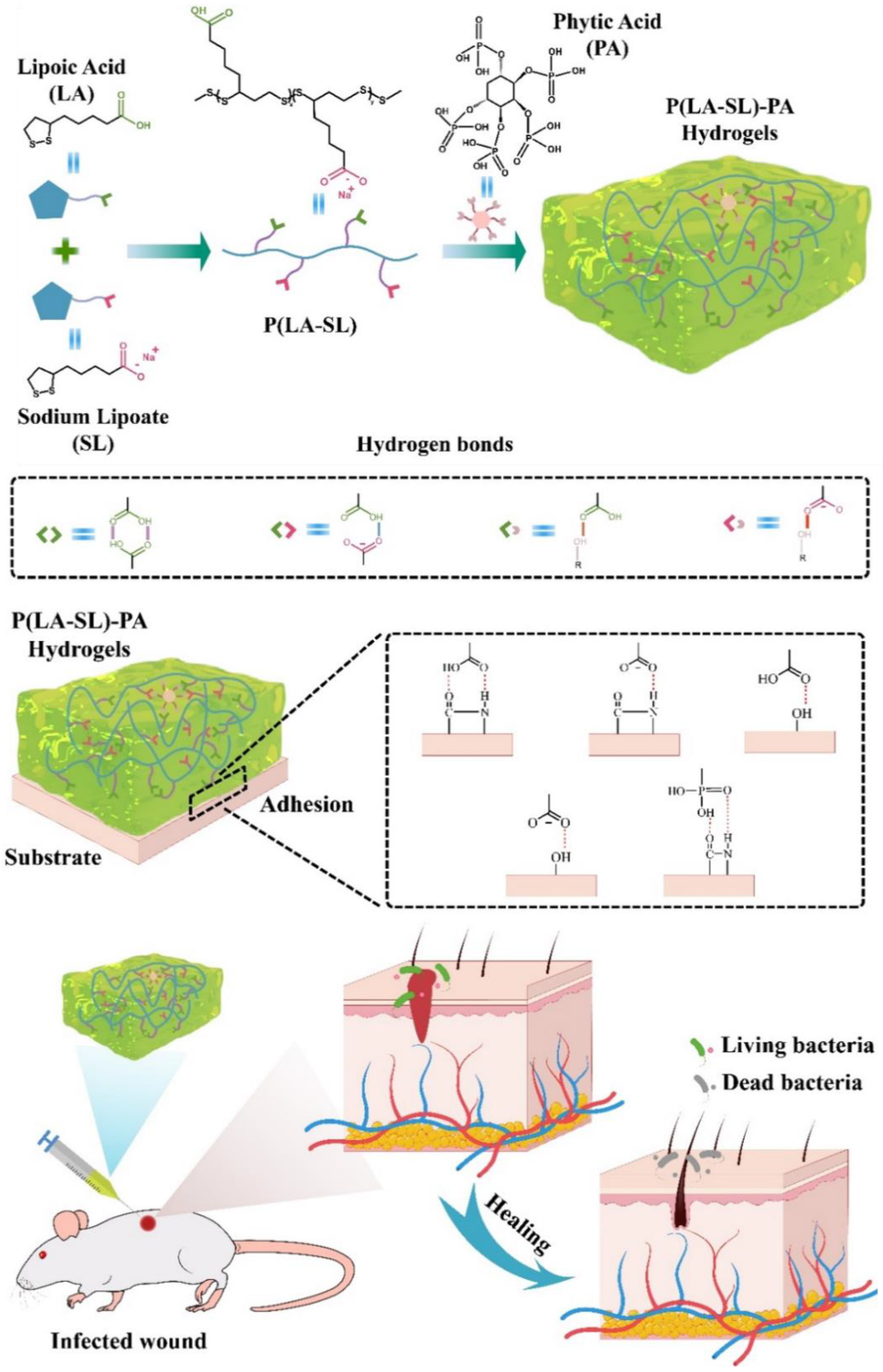 An Injectable, Self-Healing, Adhesive Multifunctional Hydrogel Promotes ...