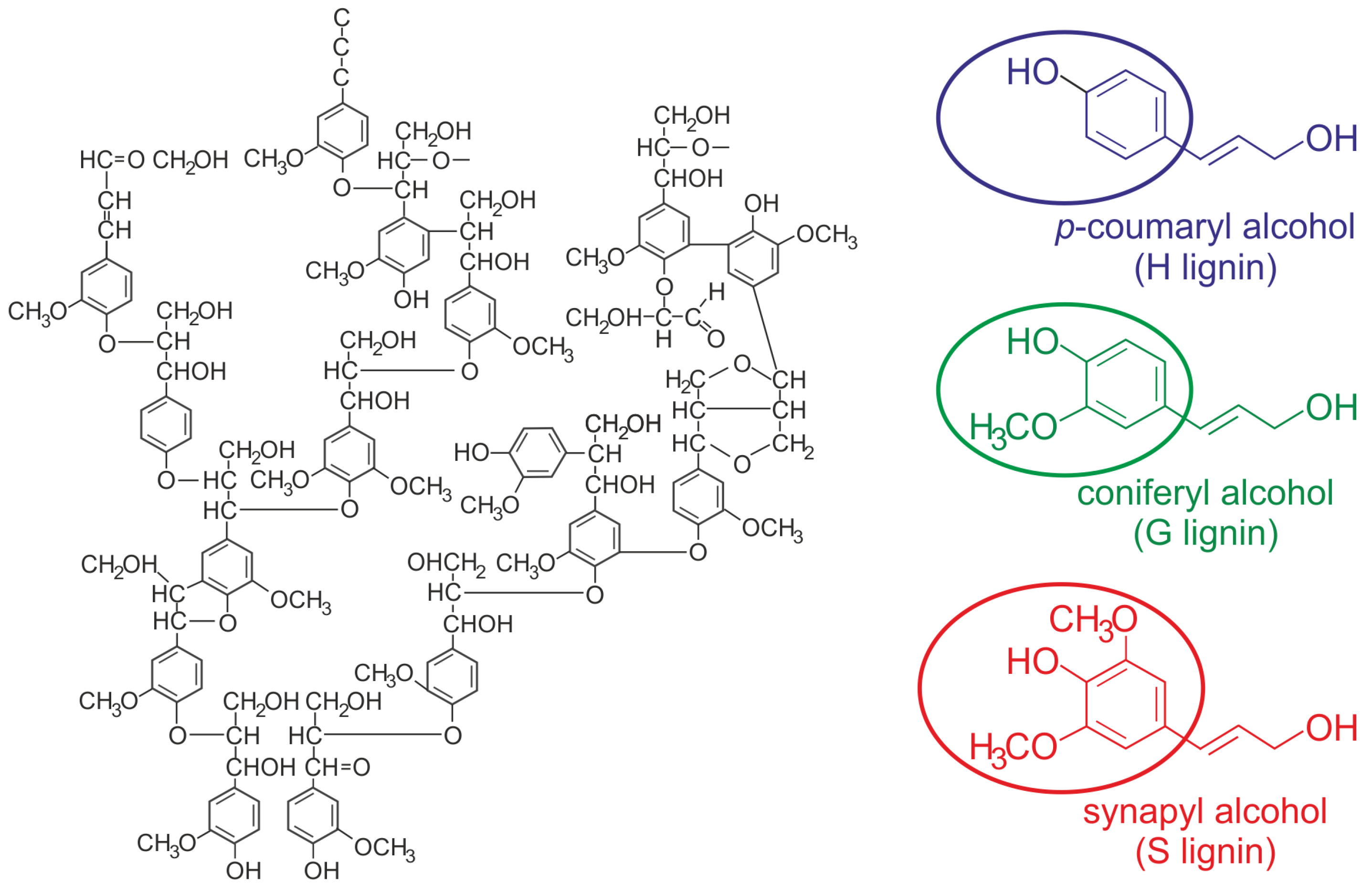 Lignin from Plant-Based Agro-Industrial Biowastes: From Extraction to ...
