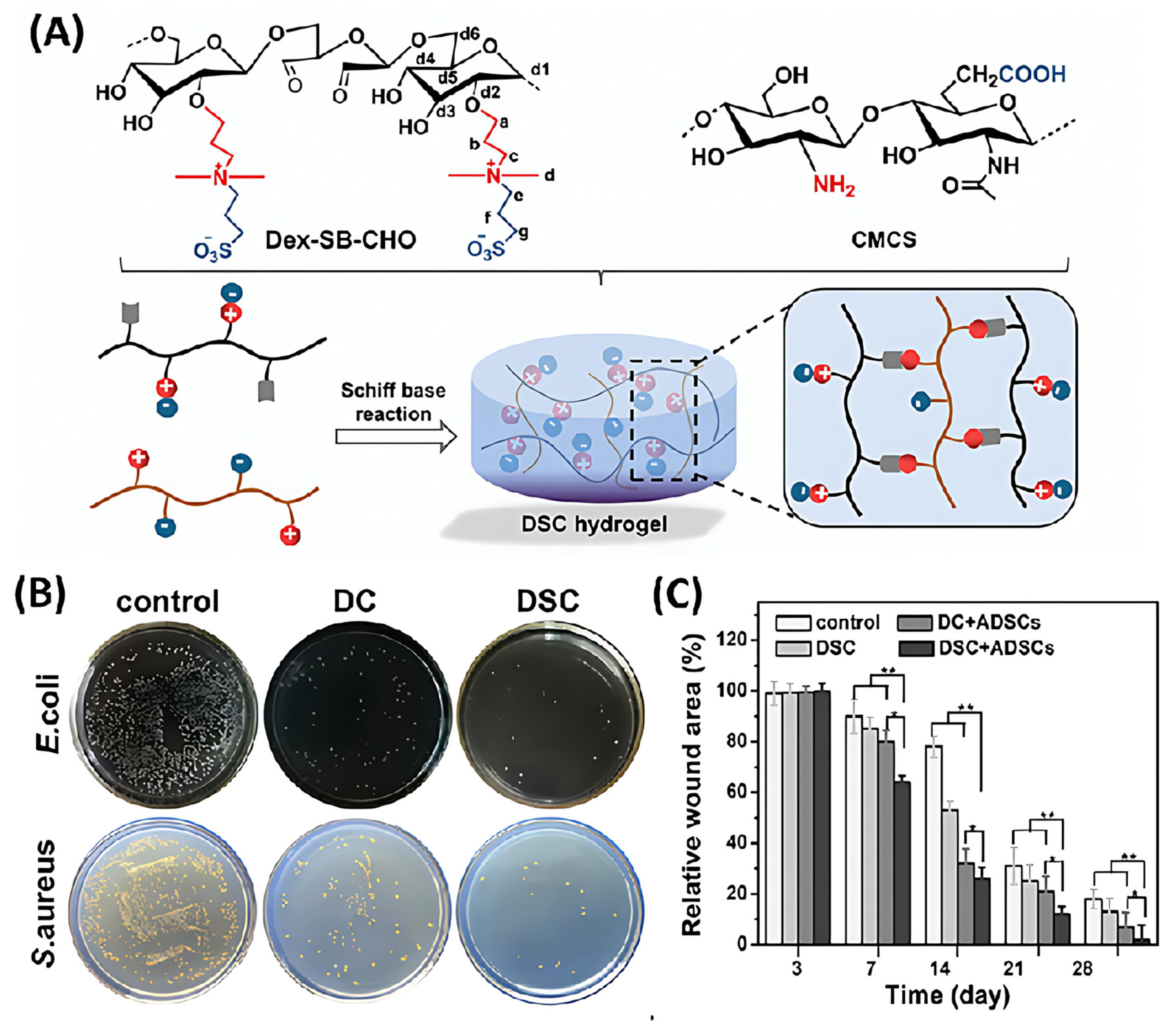 Chitosan-Based Dressing Materials for Burn Wound Healing | MDPI