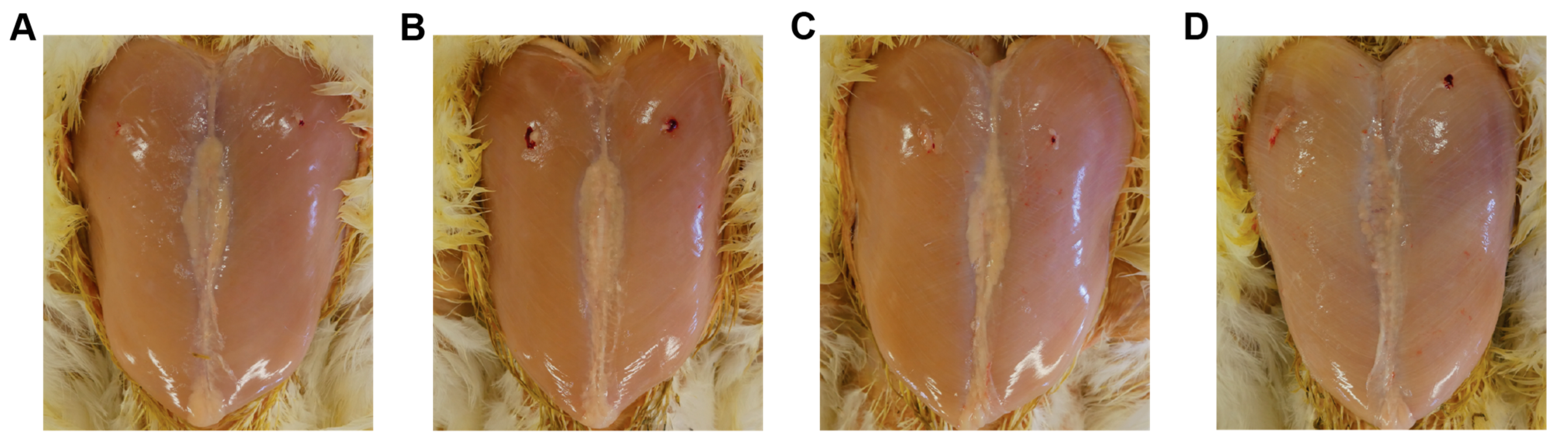 Broiler White Striping: A Review of Its Etiology, Effects on Production ...