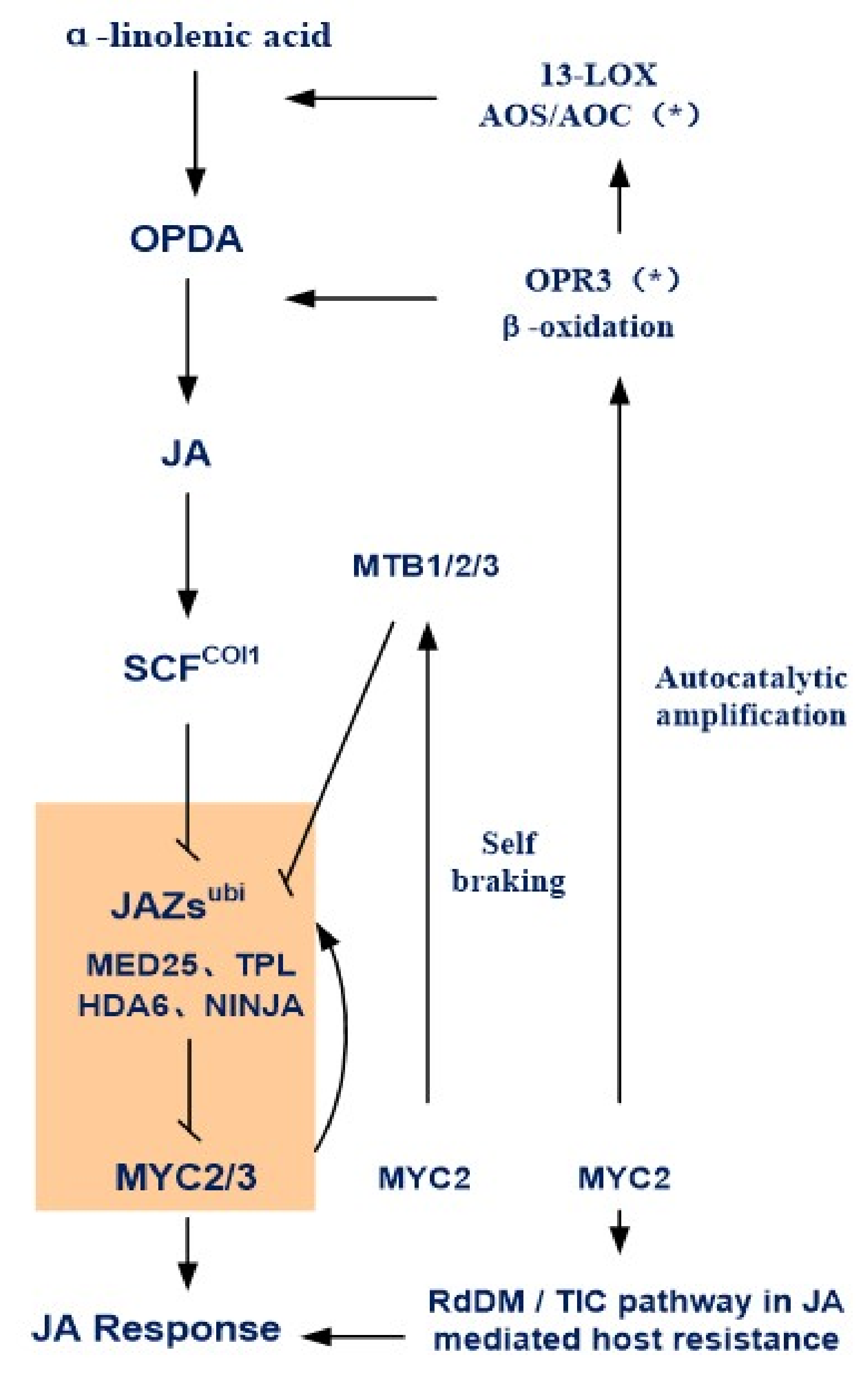 Recent Advances in Research into Jasmonate Biosynthesis and Signaling ...