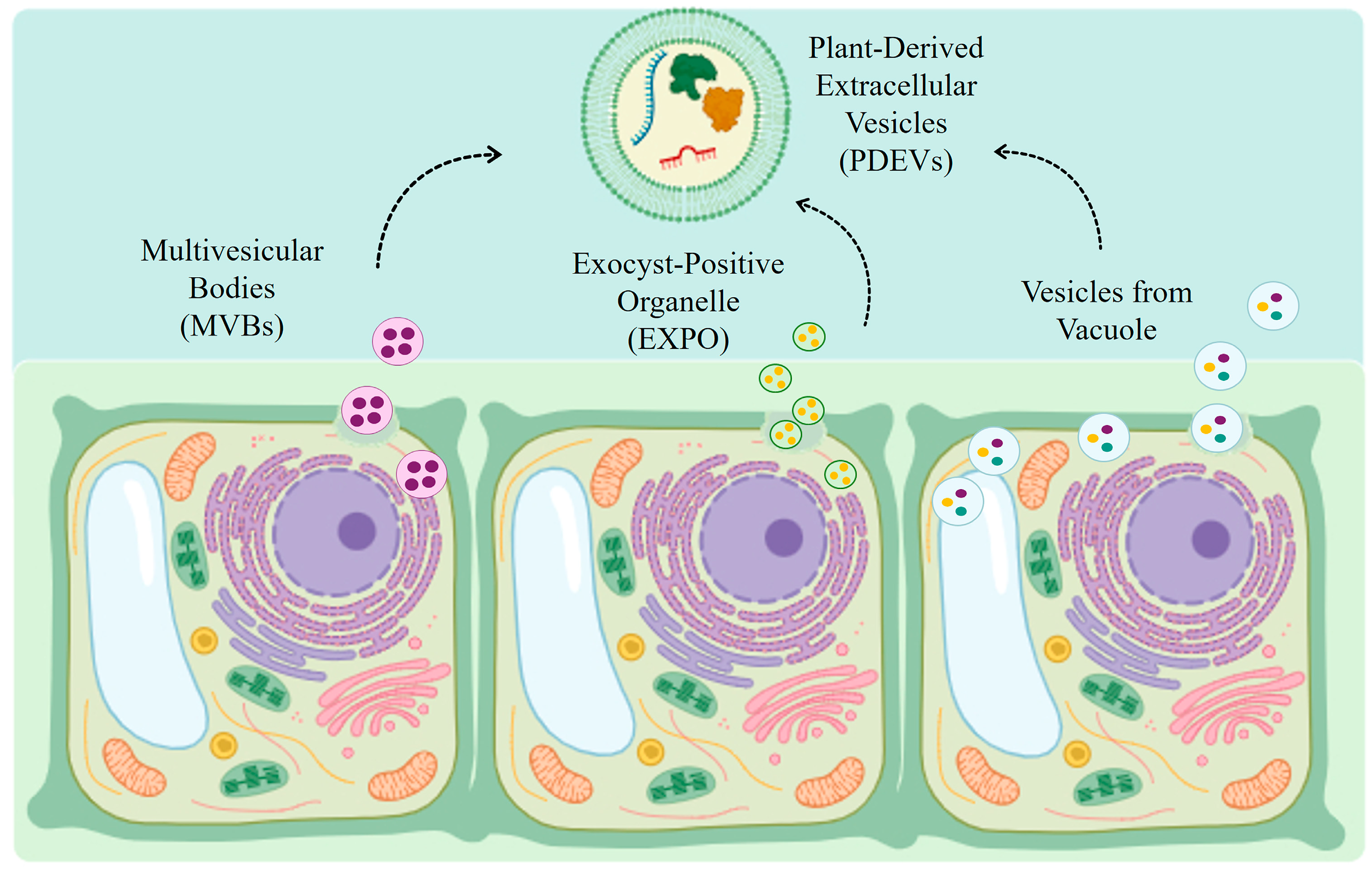 Plant-Derived Extracellular Vesicles: Natural Nanocarriers for ...