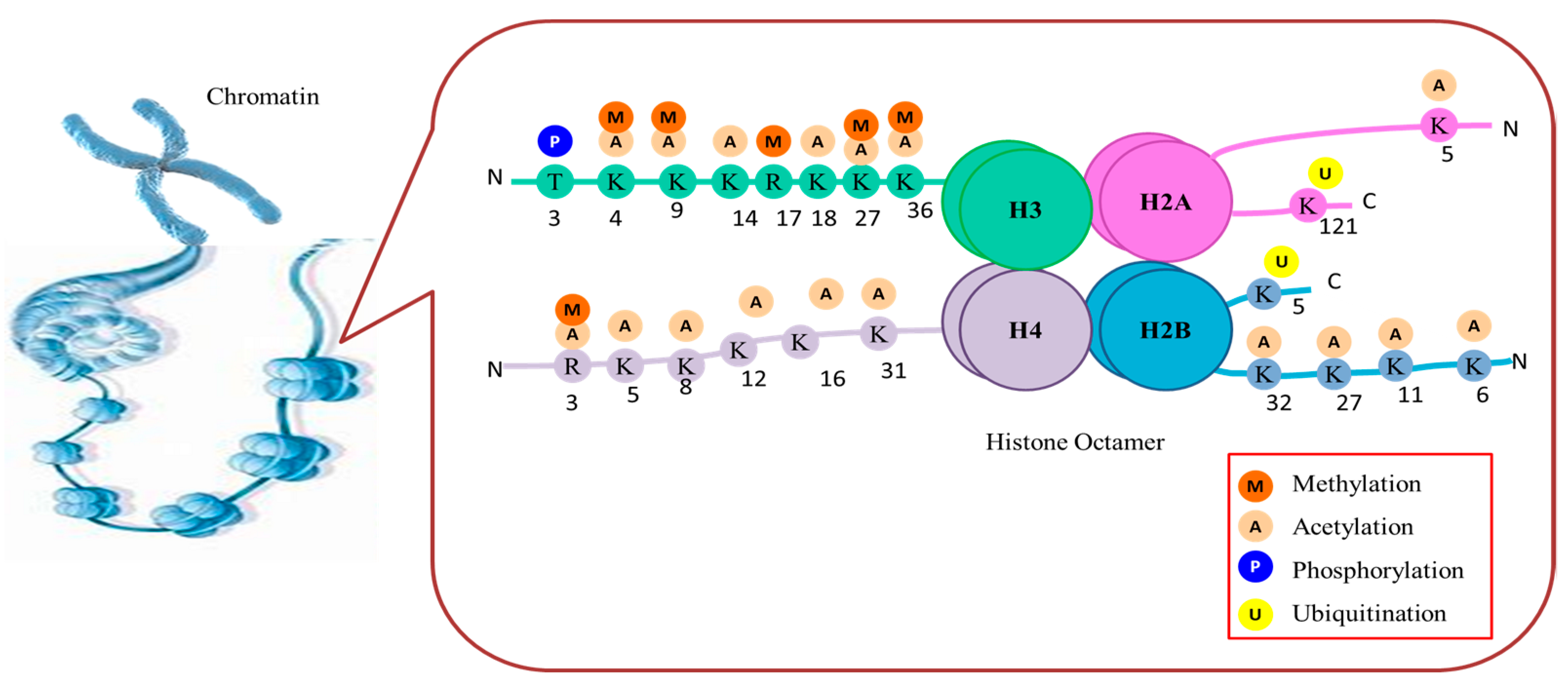 Post-Translational Modifications in Histones and Their Role in Abiotic ...