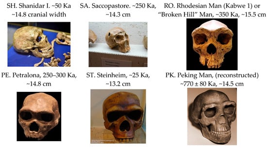 On the Chronology of the Petralona Hominid | MDPI