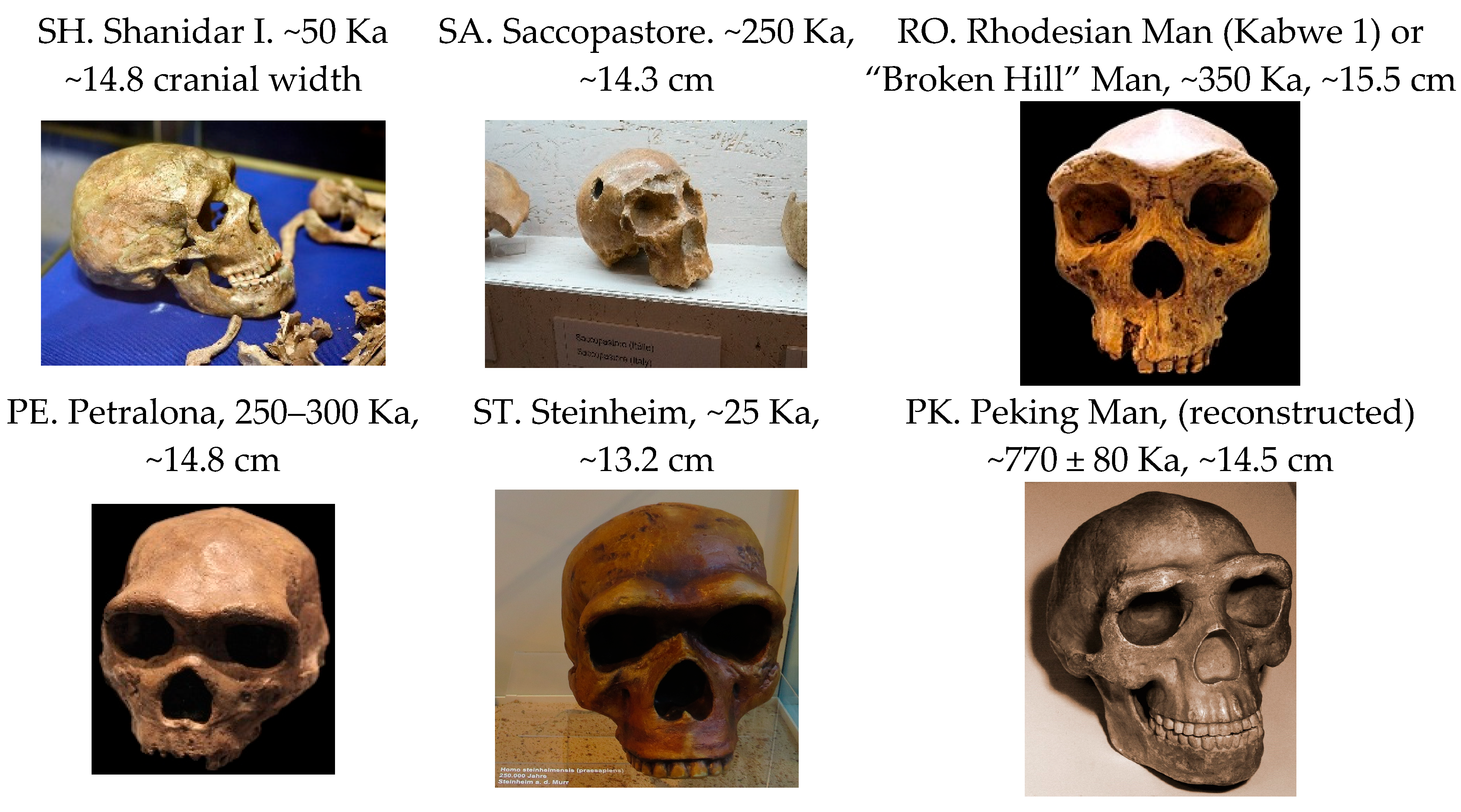On the Chronology of the Petralona Hominid | MDPI