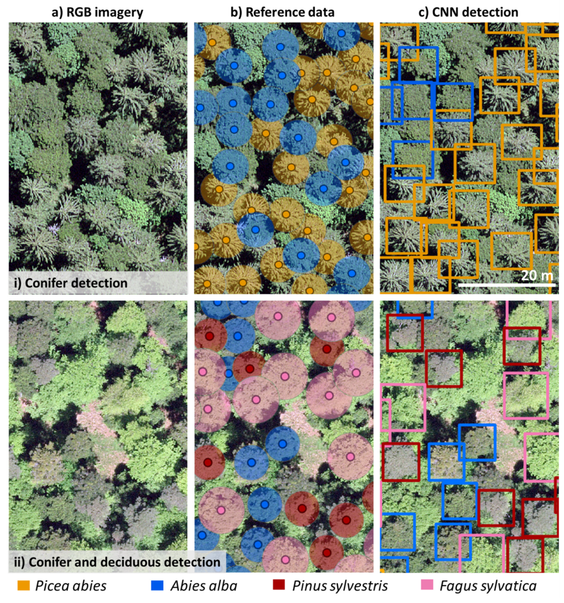 Individual Tree-Crown Detection and Species Identification in ...