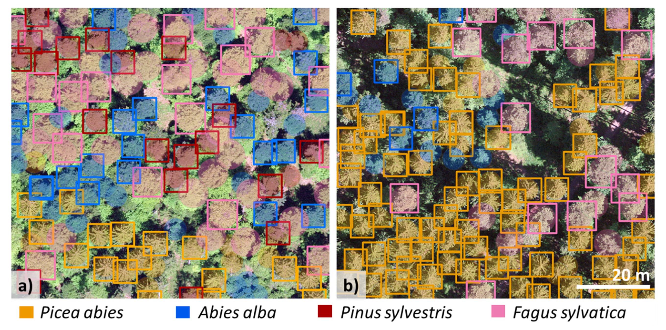 Individual Tree-Crown Detection and Species Identification in ...