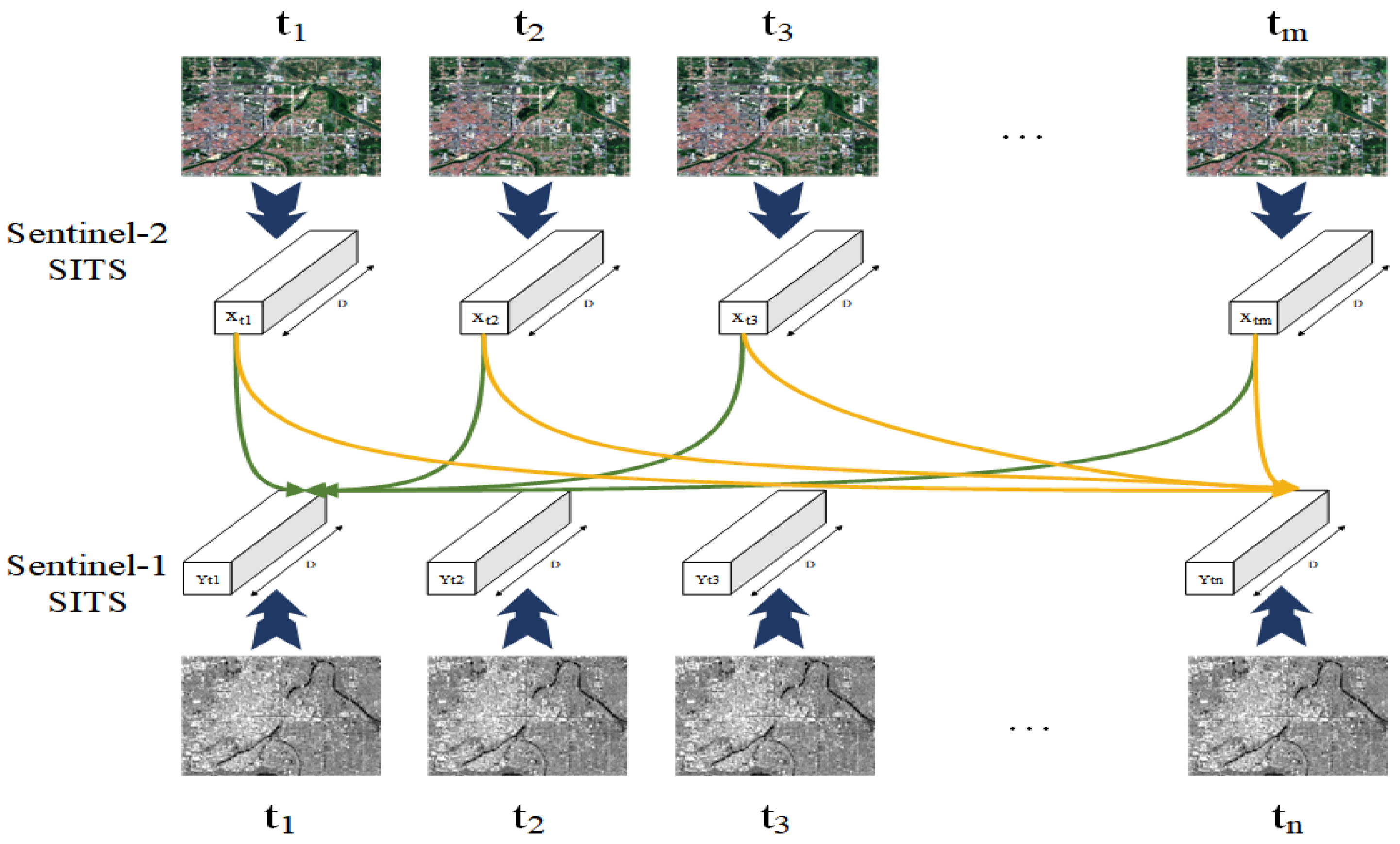 A Region-Adaptive Phenology-Aware Network for Perennial Cash Crop ...
