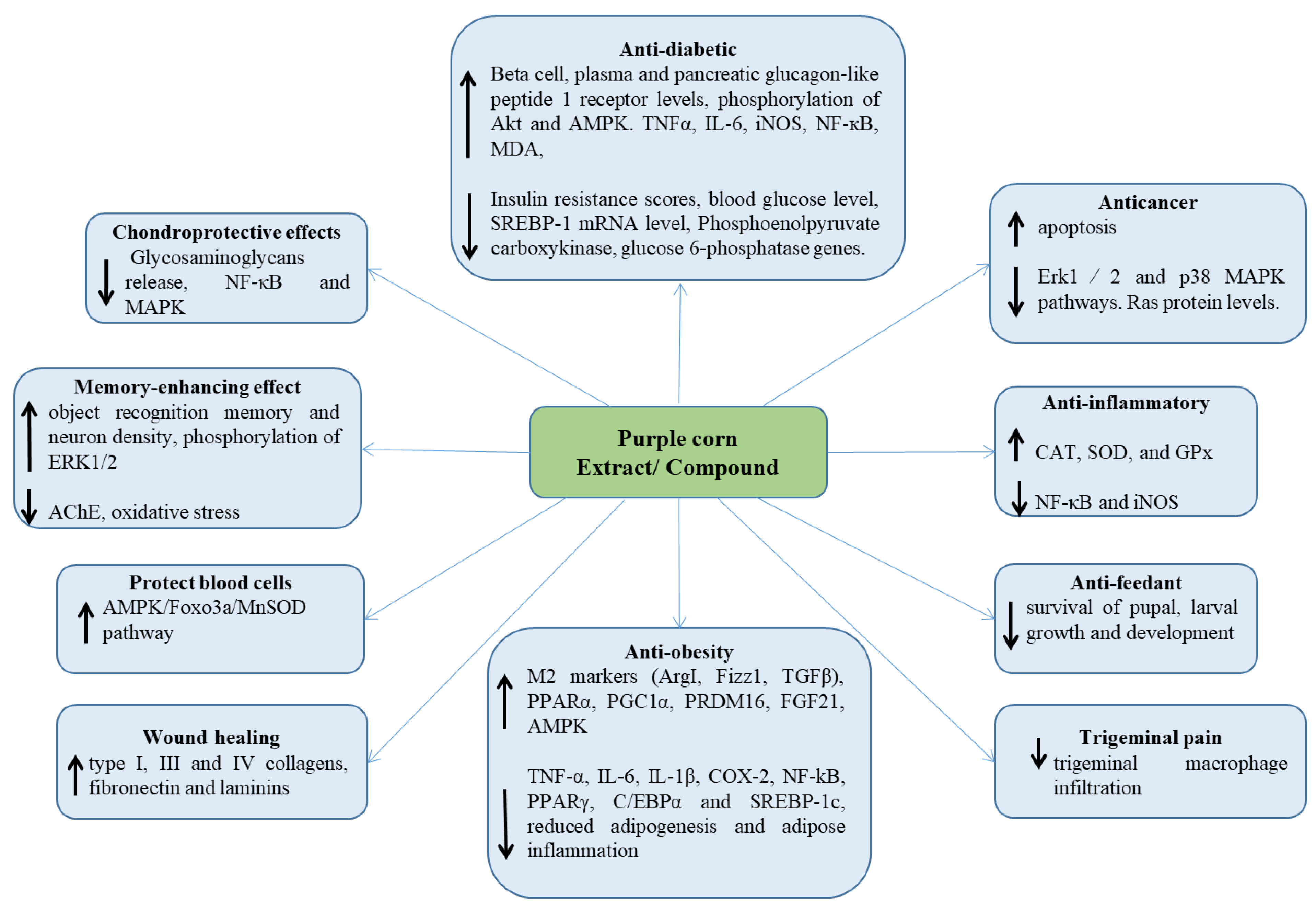 A Review of the Biological Properties of Purple Corn (Zea mays L.) | MDPI