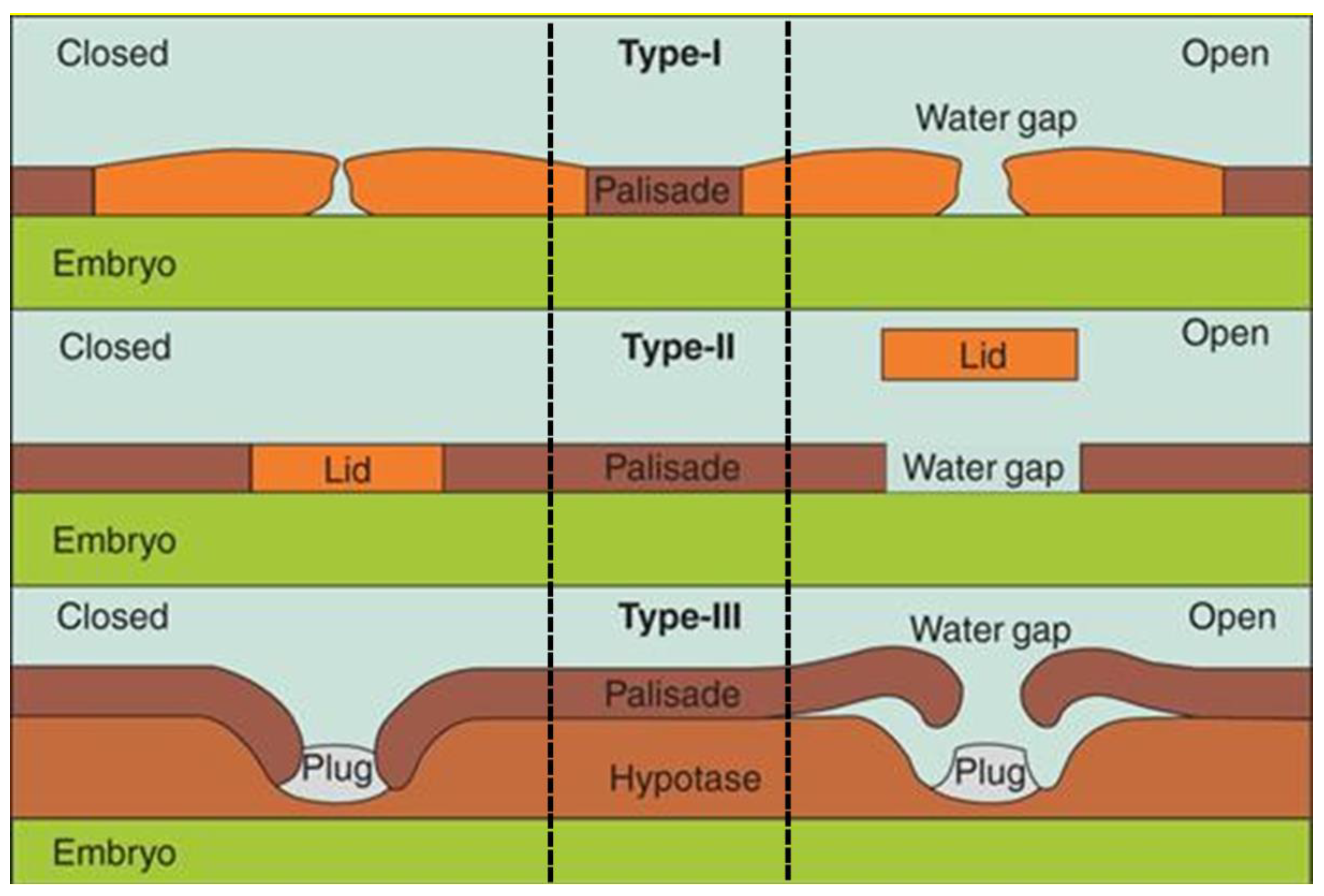 The Role of Seed Characteristics on Water Uptake Preceding Germination ...