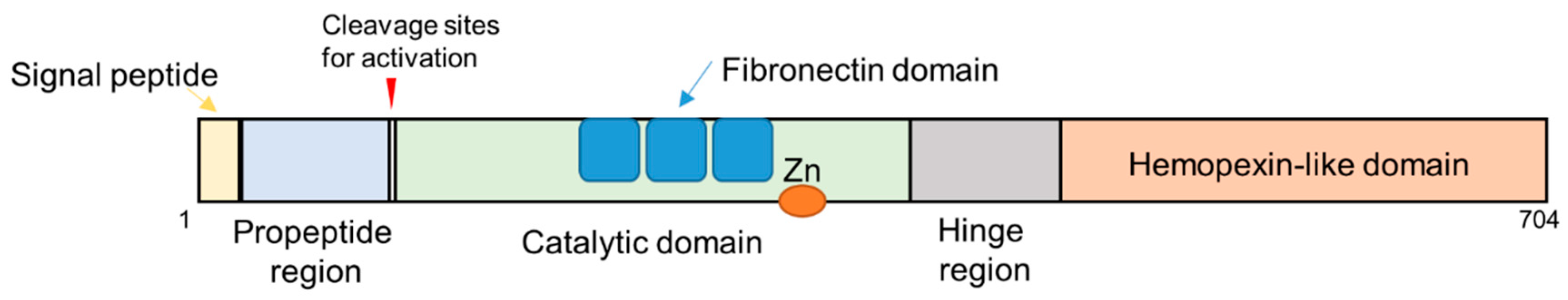 Matrix Metalloproteinase-9 (MMP-9) as a Cancer Biomarker and MMP-9 ...