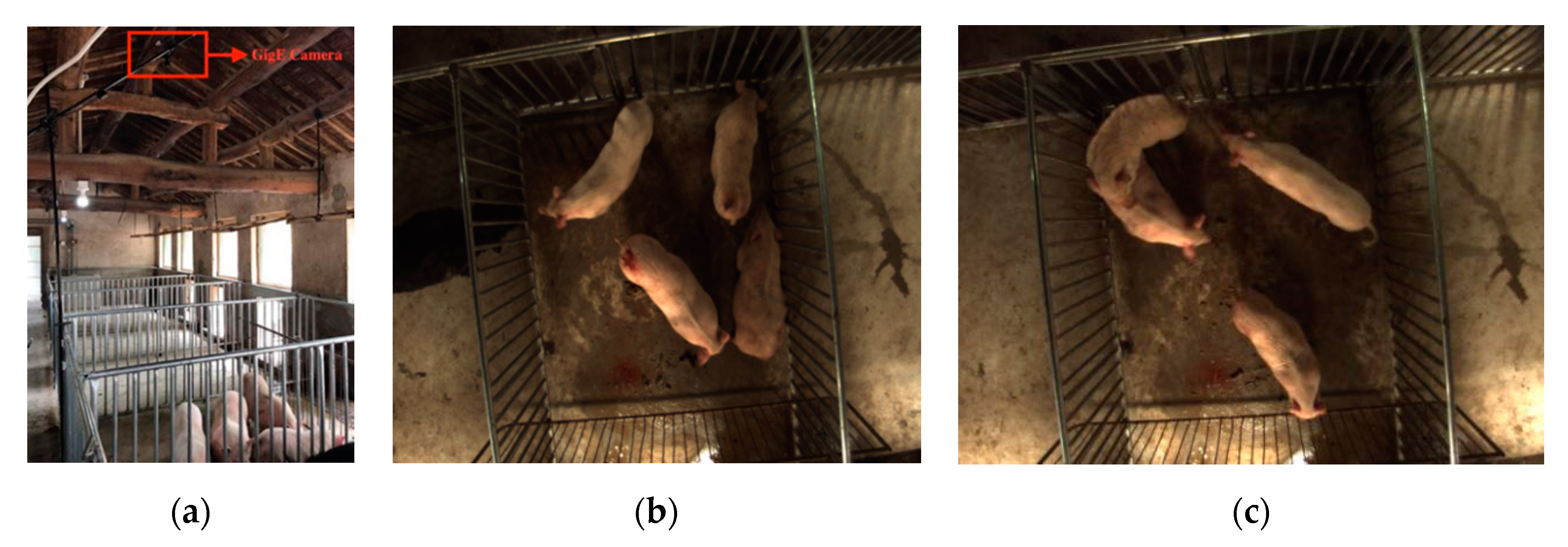 Mounting Behaviour Recognition for Pigs Based on Deep Learning | MDPI