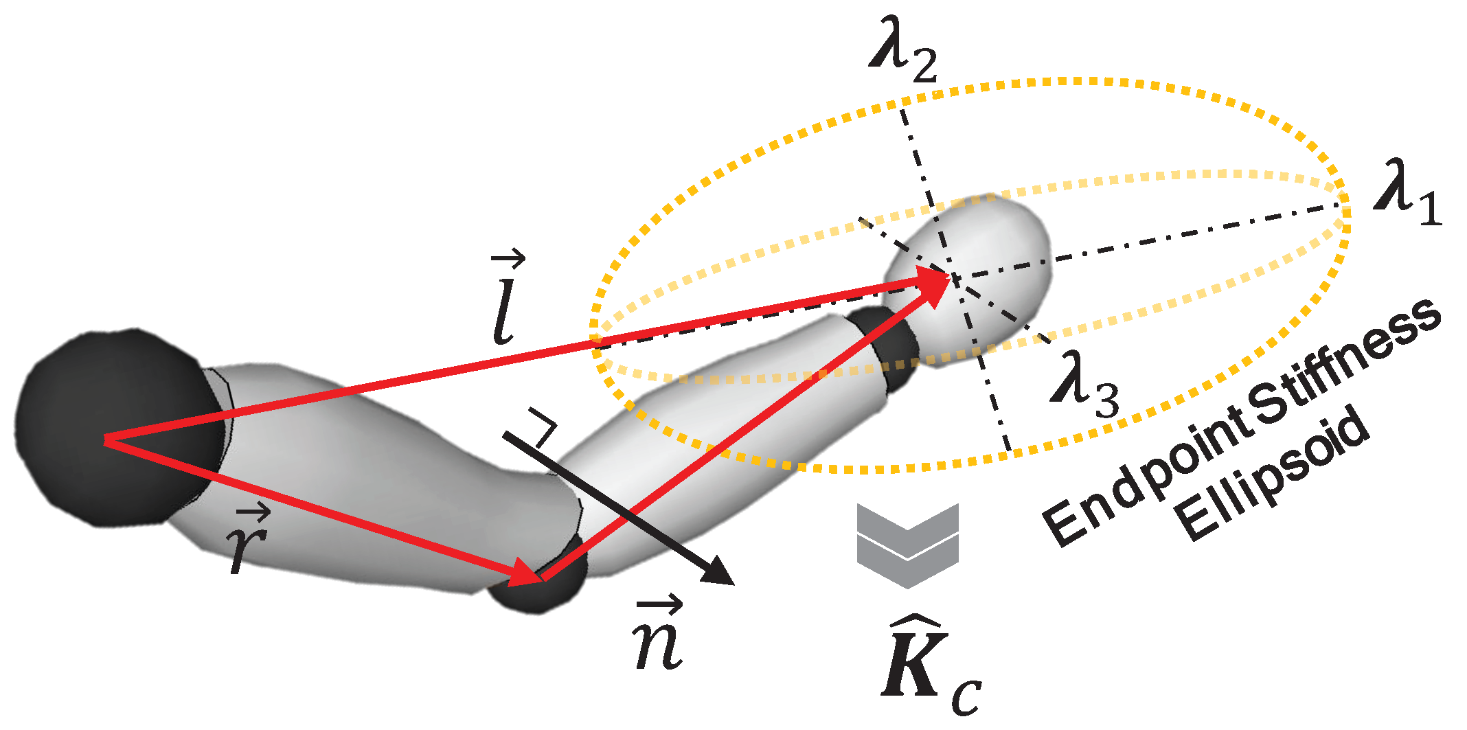 An Intuitive Formulation of the Human Arm Active Endpoint Stiffness | MDPI