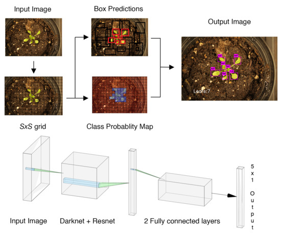 Real-Time Plant Leaf Counting Using Deep Object Detection Networks | MDPI