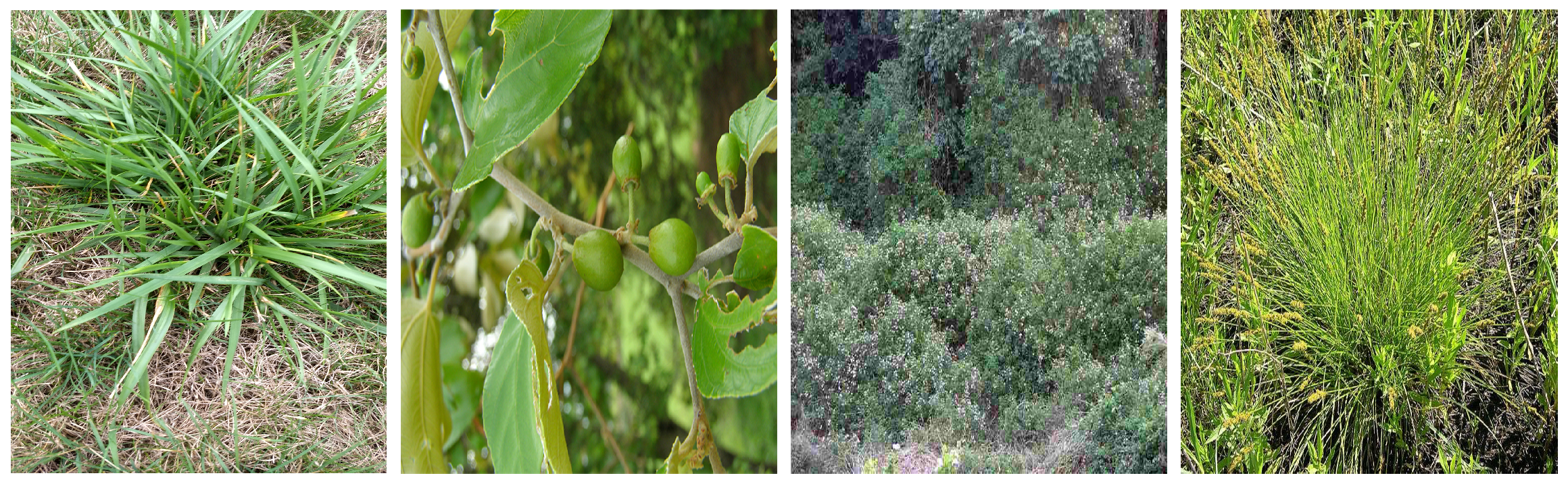 Weed Detection Using Deep Learning: A Systematic Literature Review | MDPI