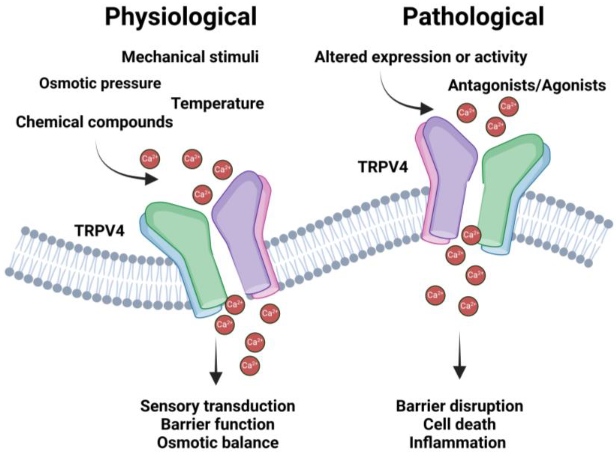 TRPV4—A Multifunctional Cellular Sensor Protein with Therapeutic ...