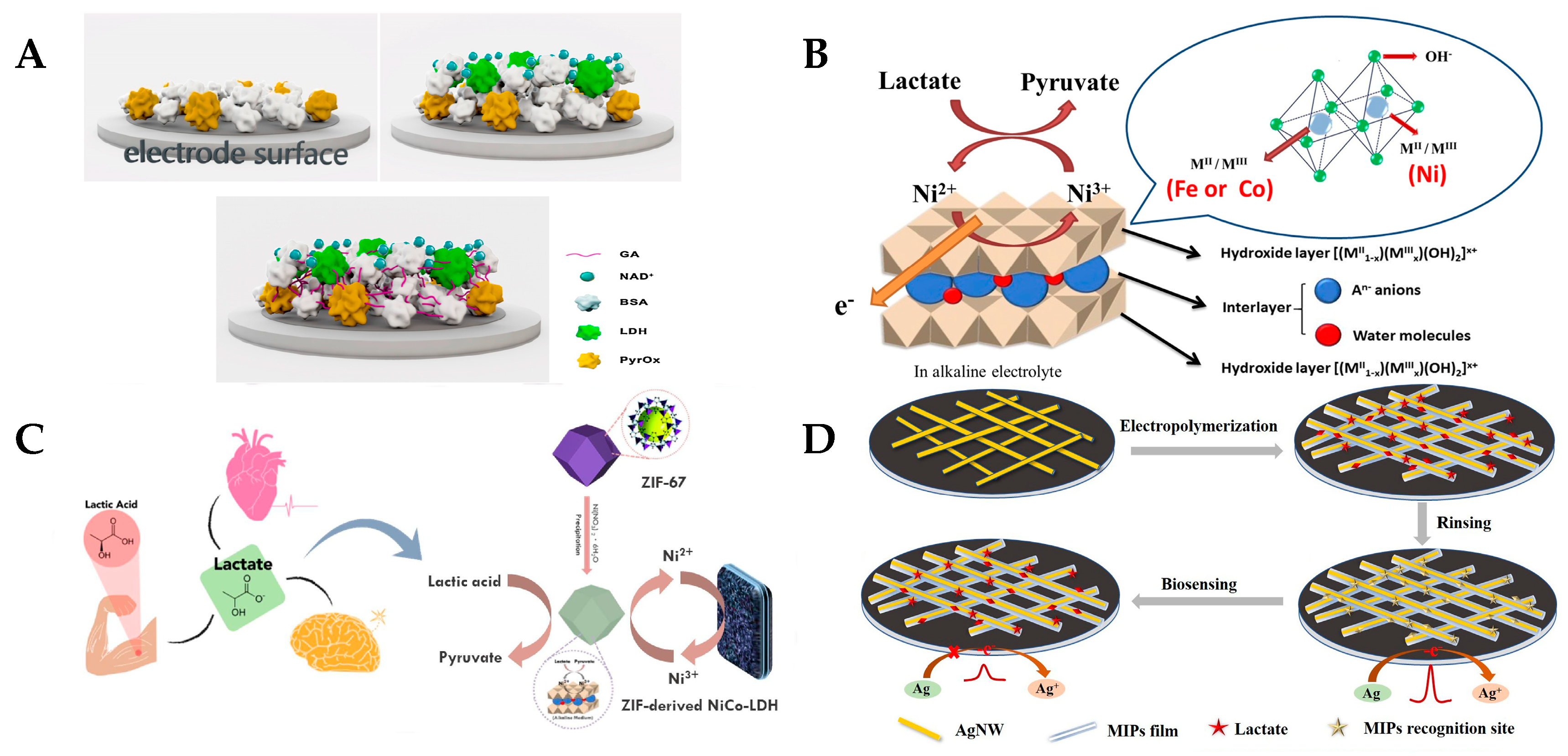 A Comprehensive Review of Advanced Lactate Biosensor Materials, Methods ...