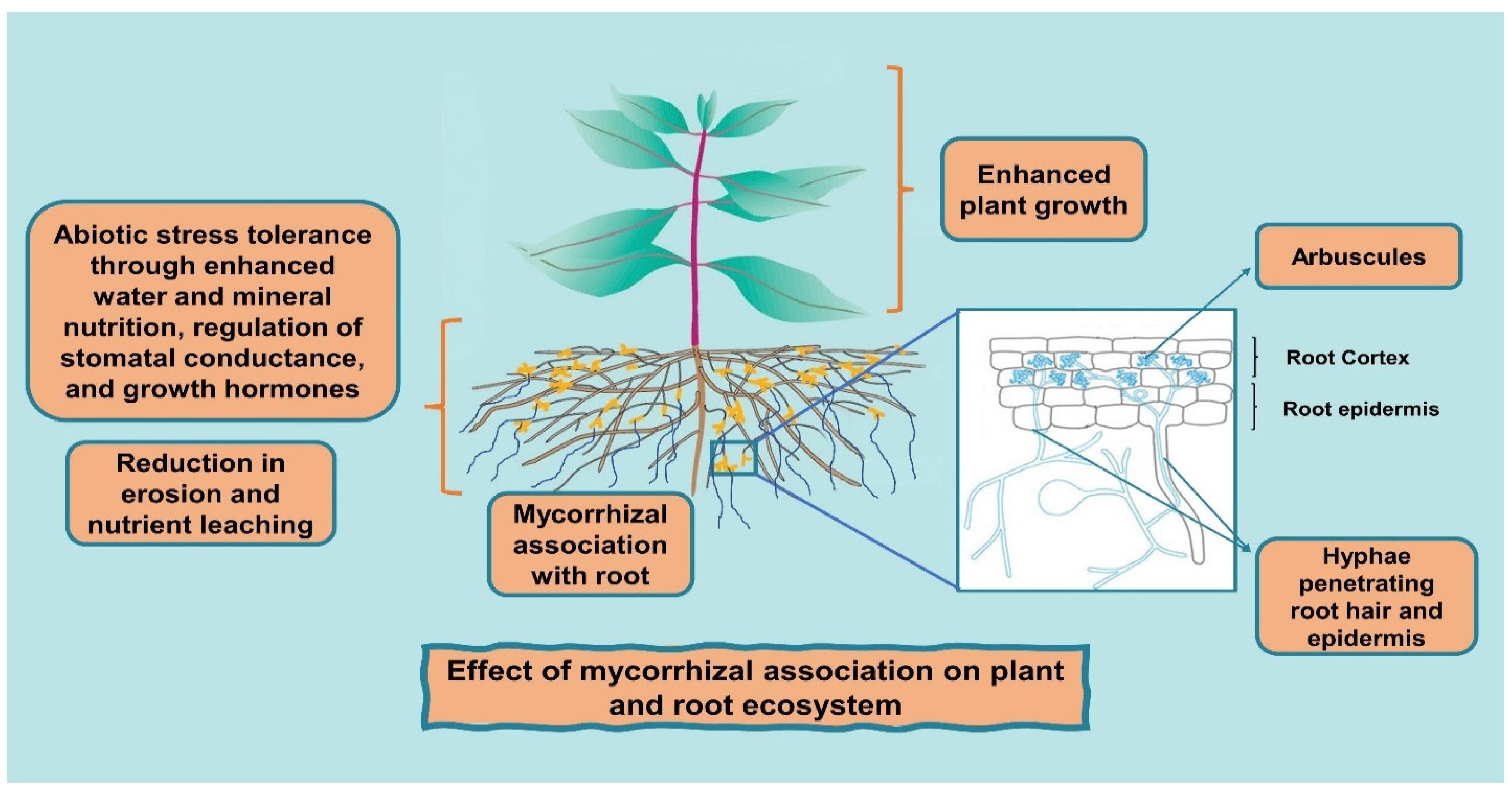 Arbuscular Mycorrhizal Fungi Symbiosis to Enhance Plant–Soil ...