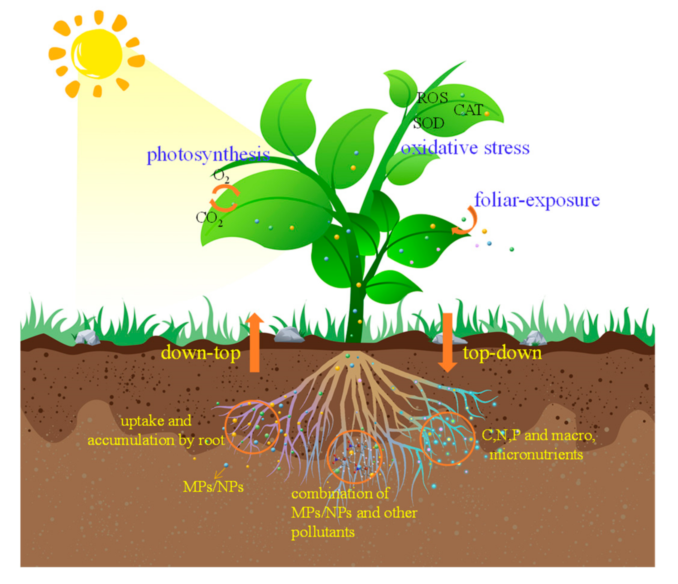 Recent Advances on Multilevel Effects of Micro(Nano)Plastics and ...