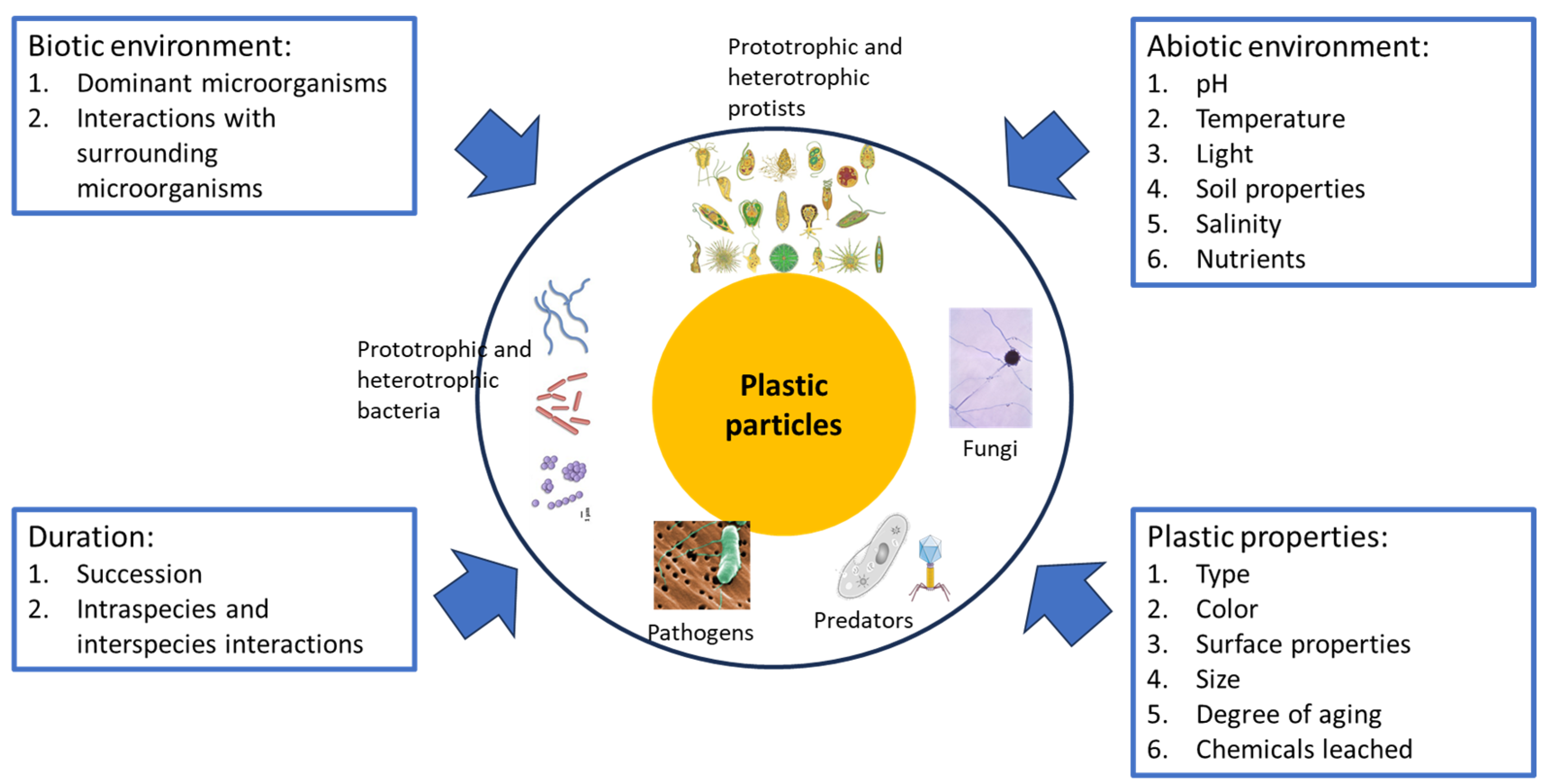 Terrestrial and Aquatic Plastisphere: Formation, Characteristics, and ...