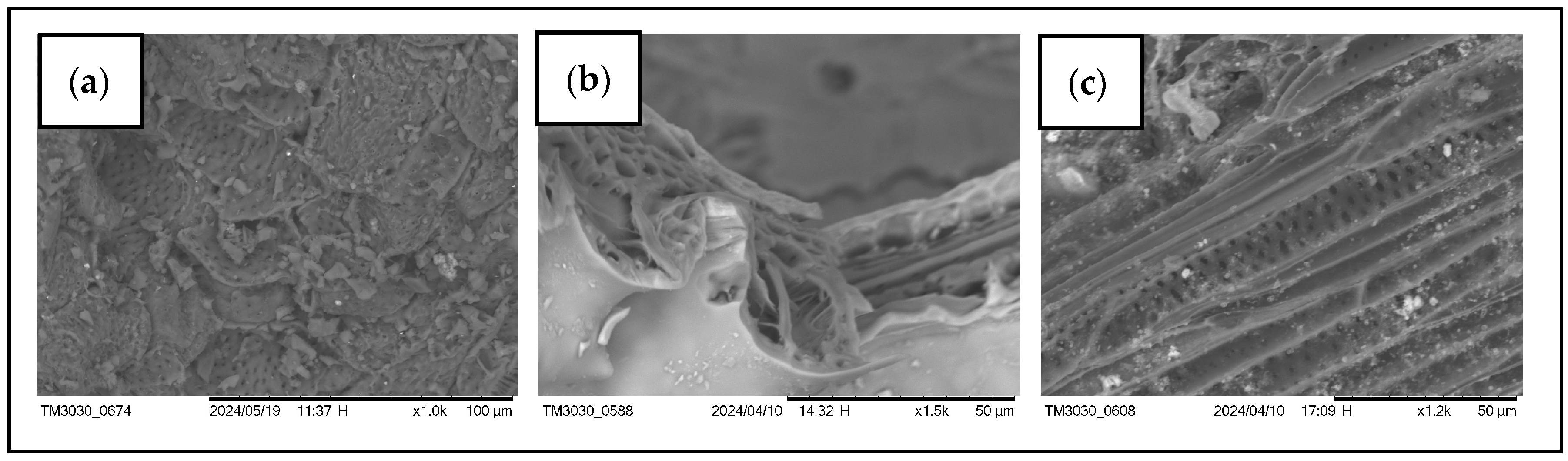 Thermochemical Conversion of Biomass into Biochar: Enhancing Adsorption ...