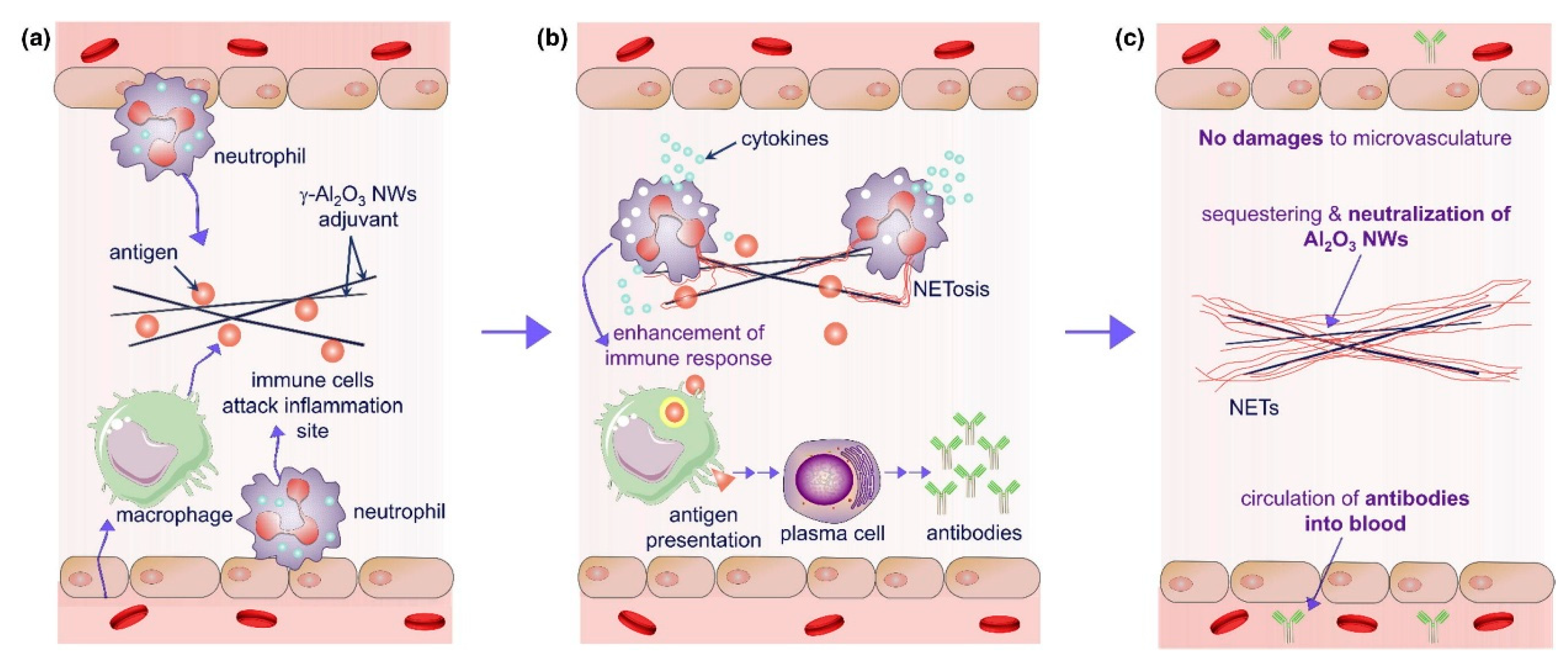 The Design and Prospects of Influenza Virus Vaccines Based on Conserved ...
