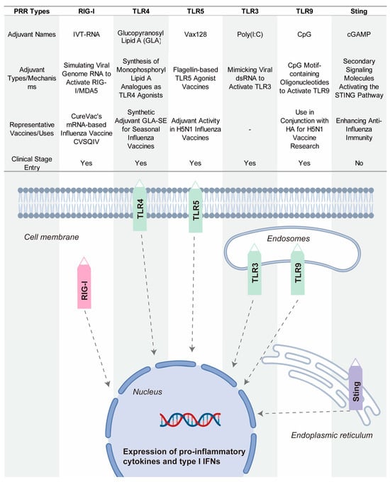 The Design and Prospects of Influenza Virus Vaccines Based on Conserved ...