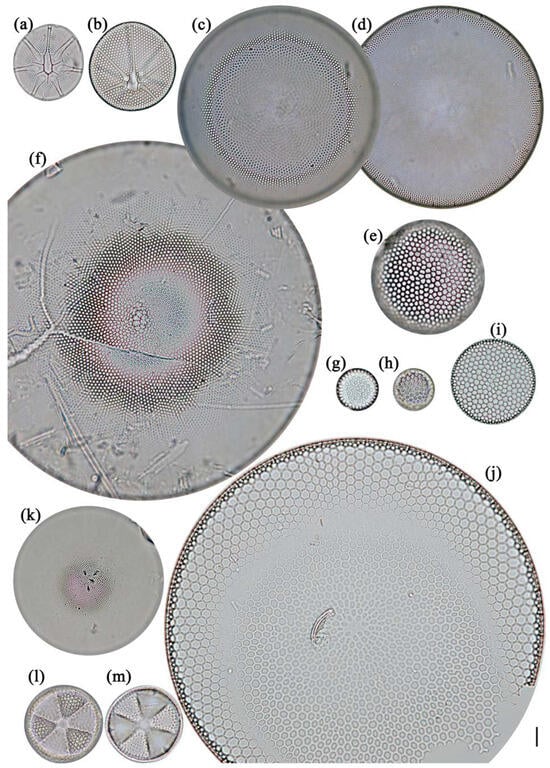 Diatom Flora from Time-Series Sediment Trap in the Kuroshio Extension ...