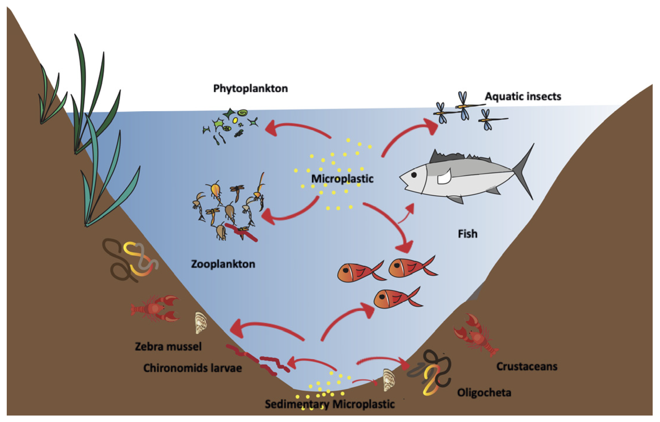 Freshwater Lacustrine Zooplankton and Microplastic: An Issue to Be ...