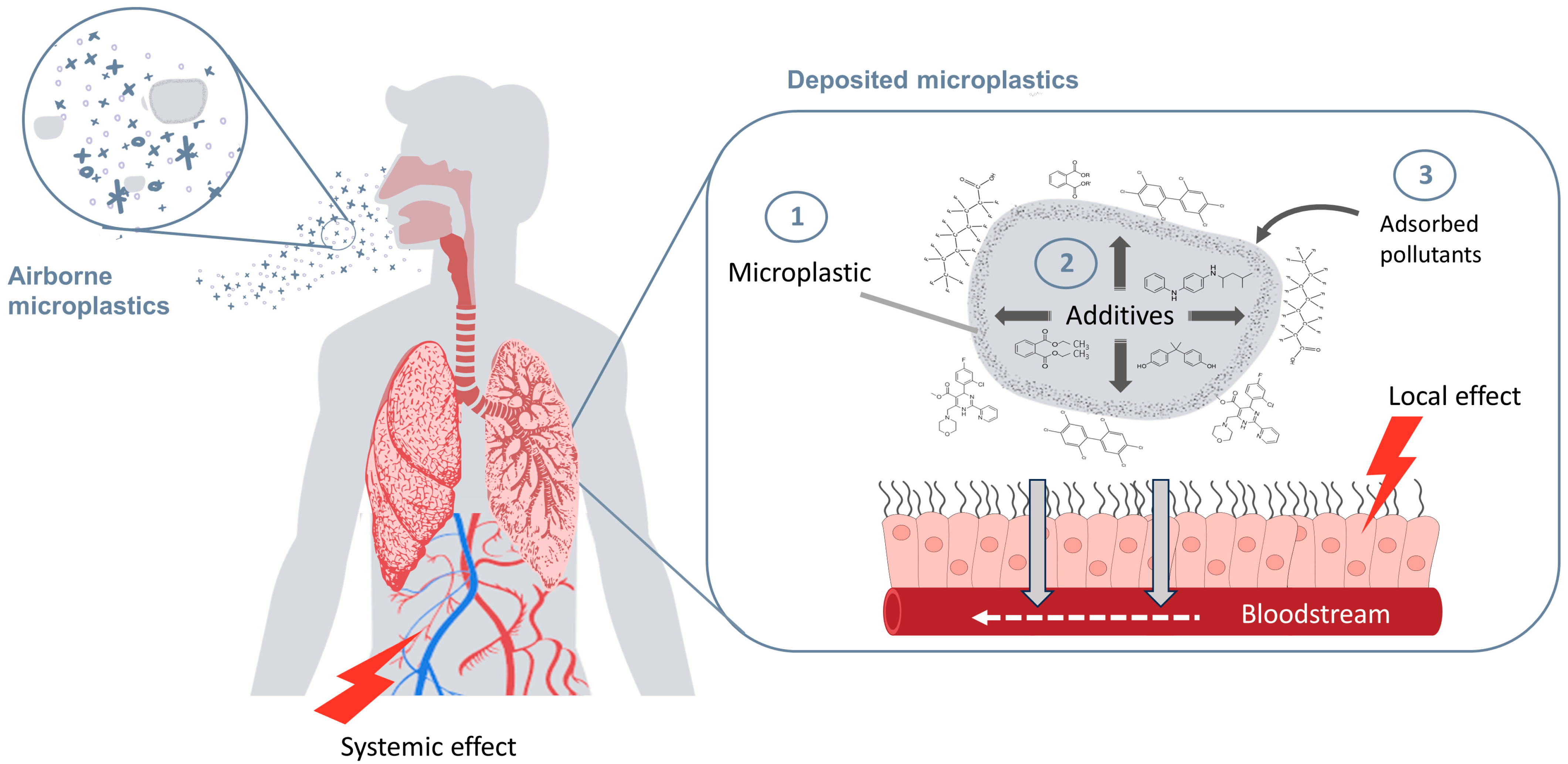 Inhalation of Microplastics—A Toxicological Complexity | MDPI