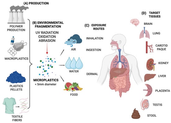 Polyethylene Microplastics and Human Cells: A Critical Review | MDPI
