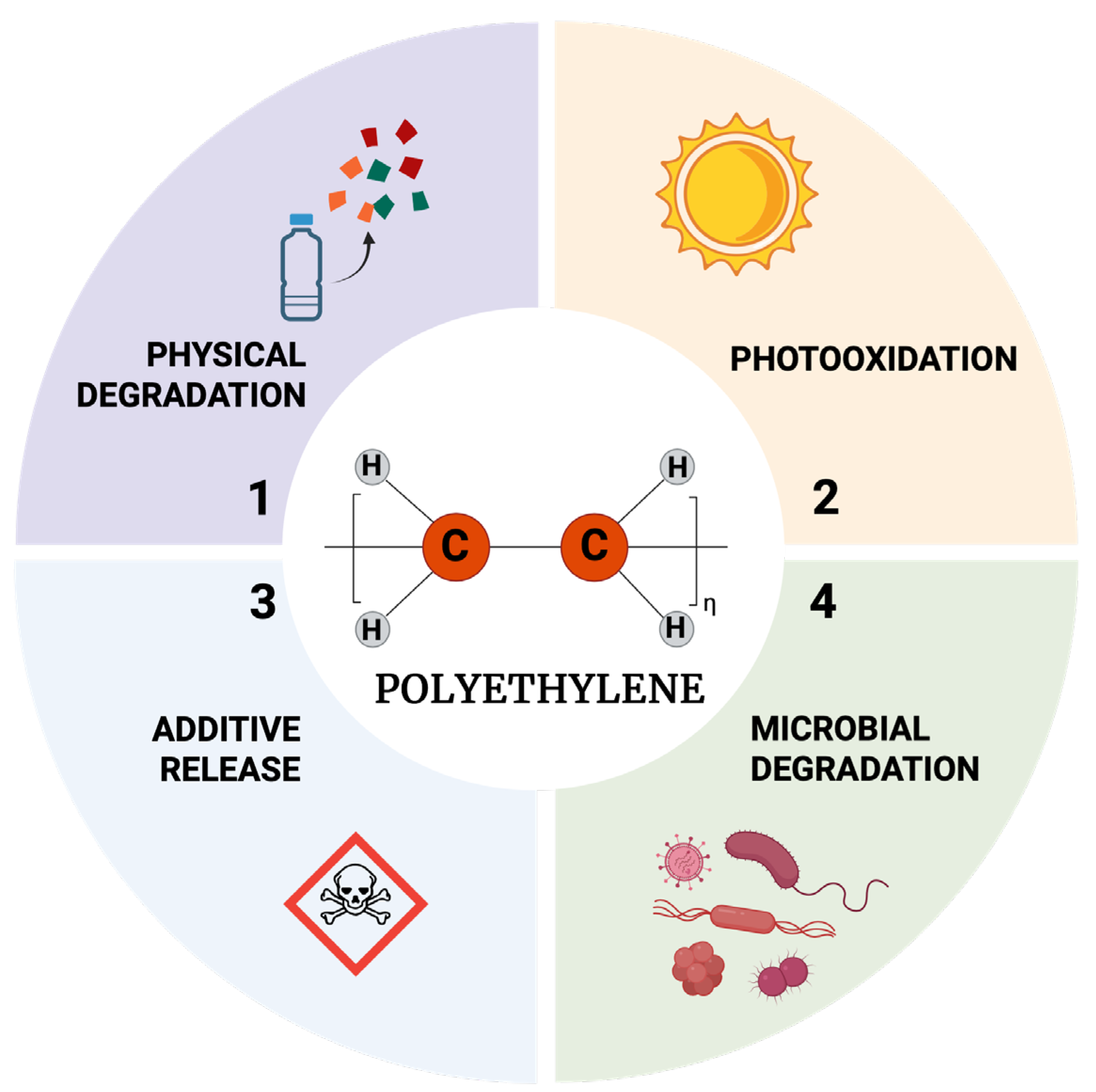 Polyethylene Microplastics and Human Cells: A Critical Review | MDPI