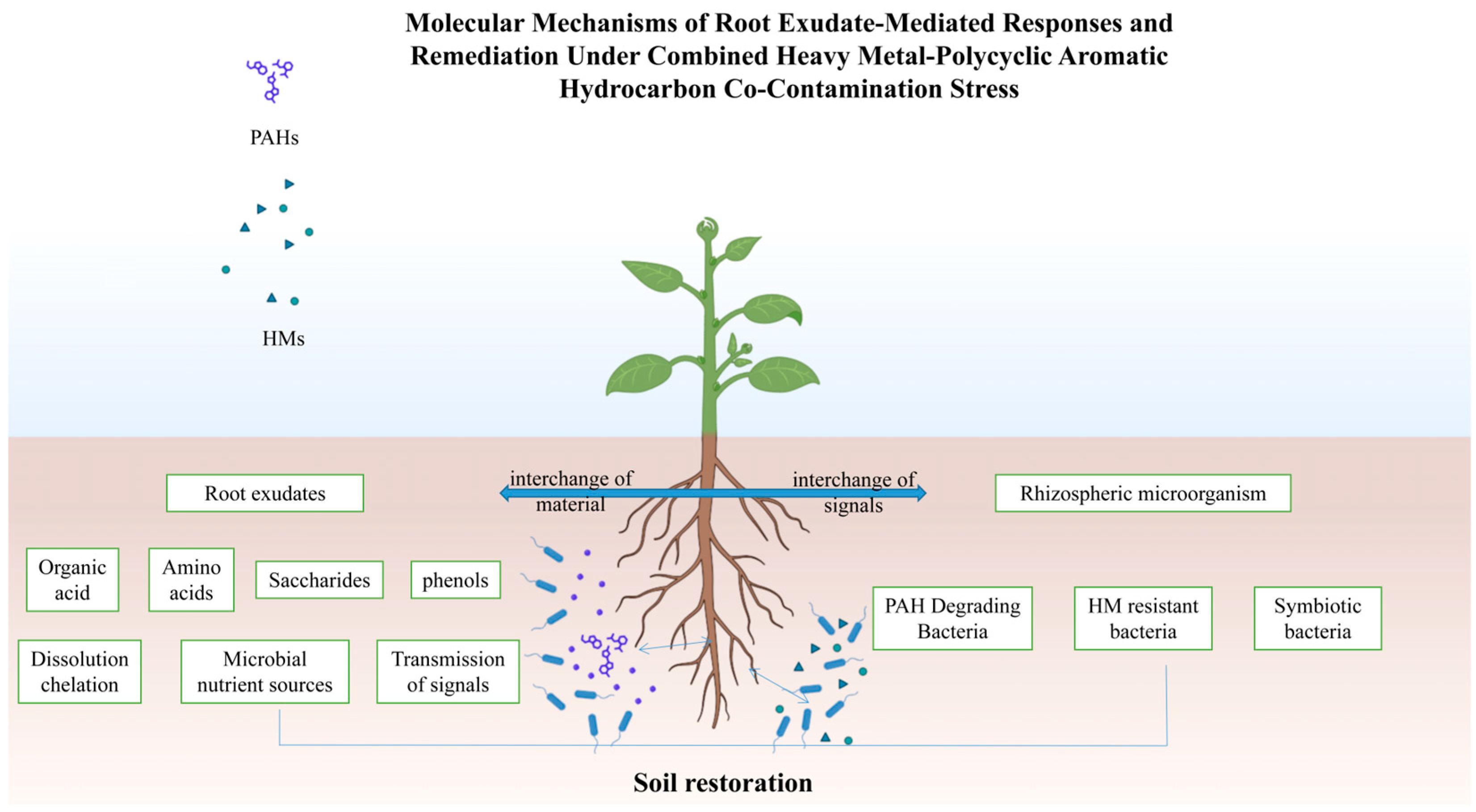 Molecular Mechanisms of Root Exudate-Mediated Remediation in Soils Co ...
