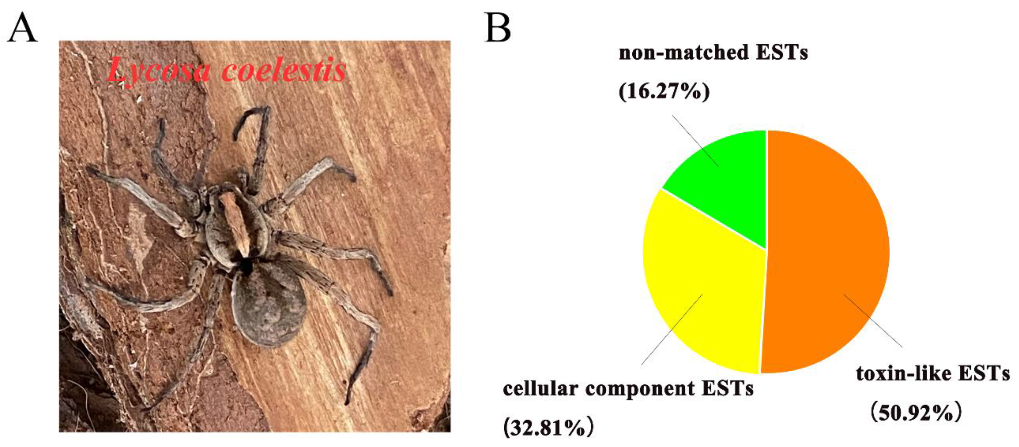 The Molecular Composition of Peptide Toxins in the Venom of Spider ...