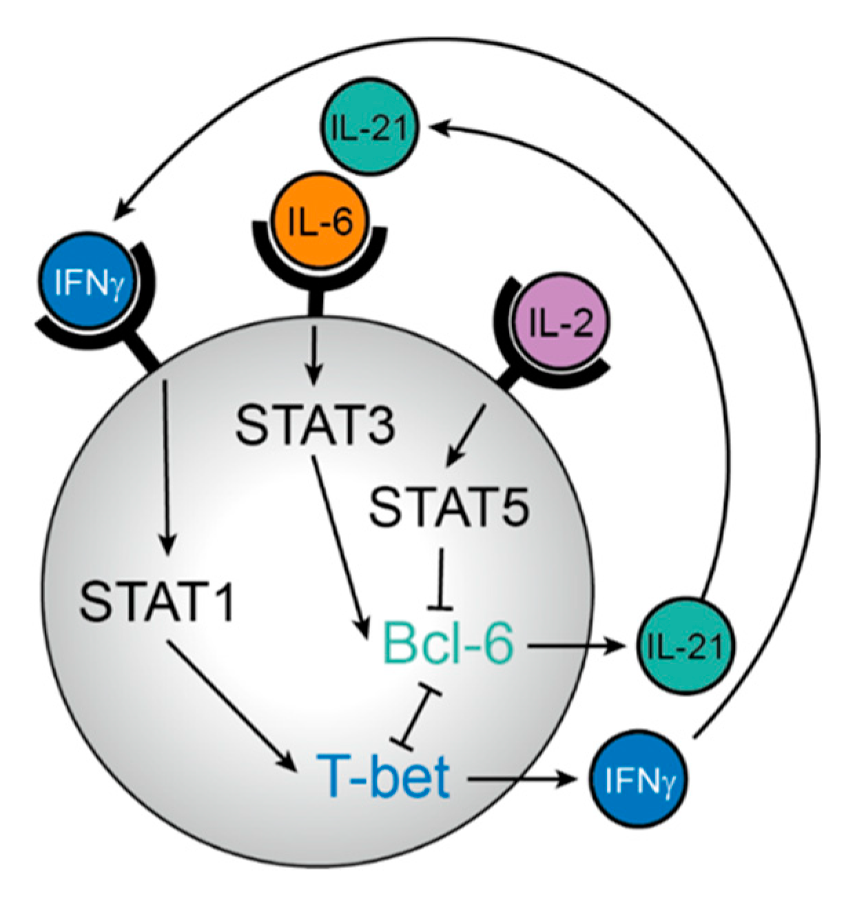 T Cell/B Cell Interactions in the Establishment of Protective Immunity