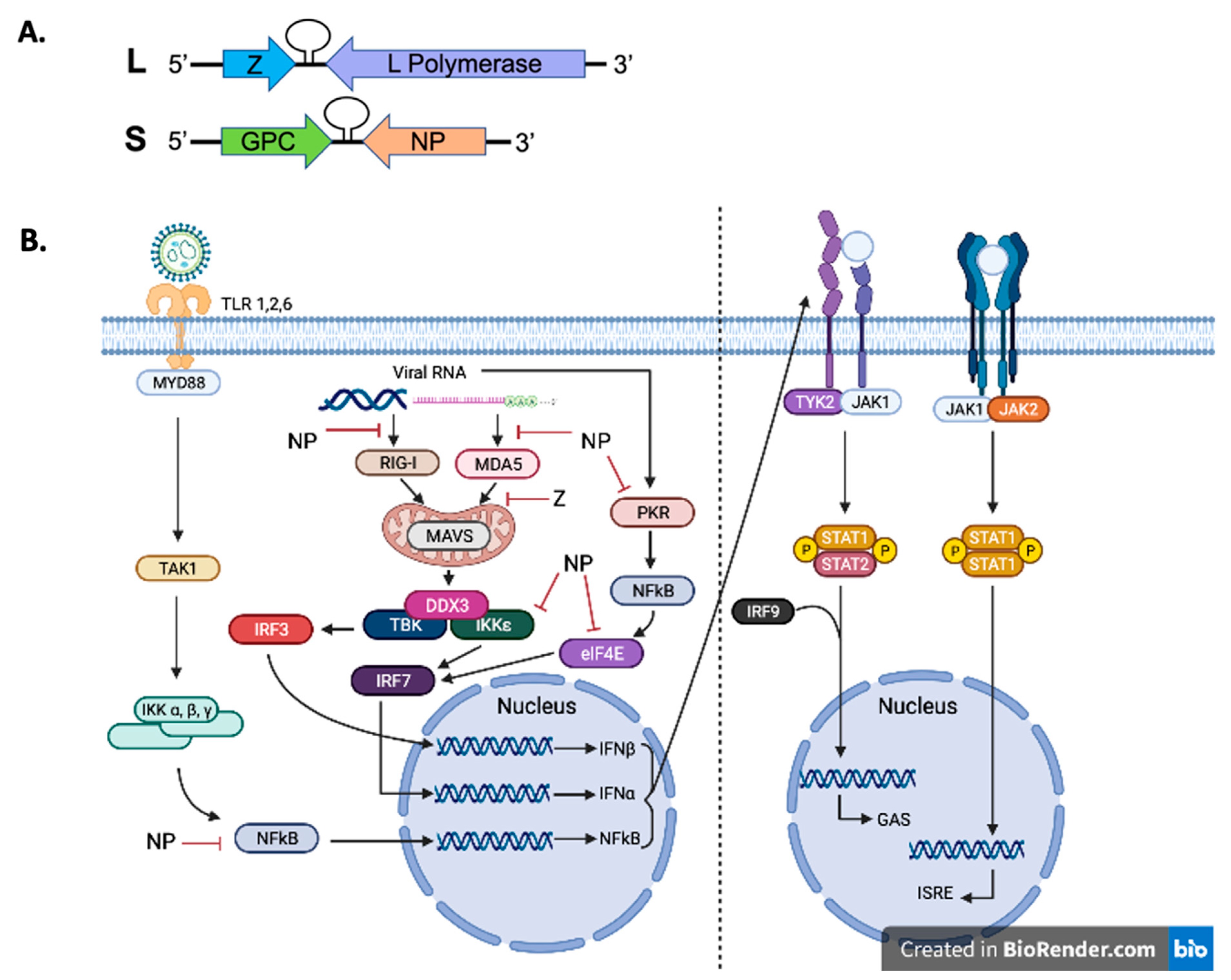 Understanding Immune Responses to Lassa Virus Infection and to Its ...