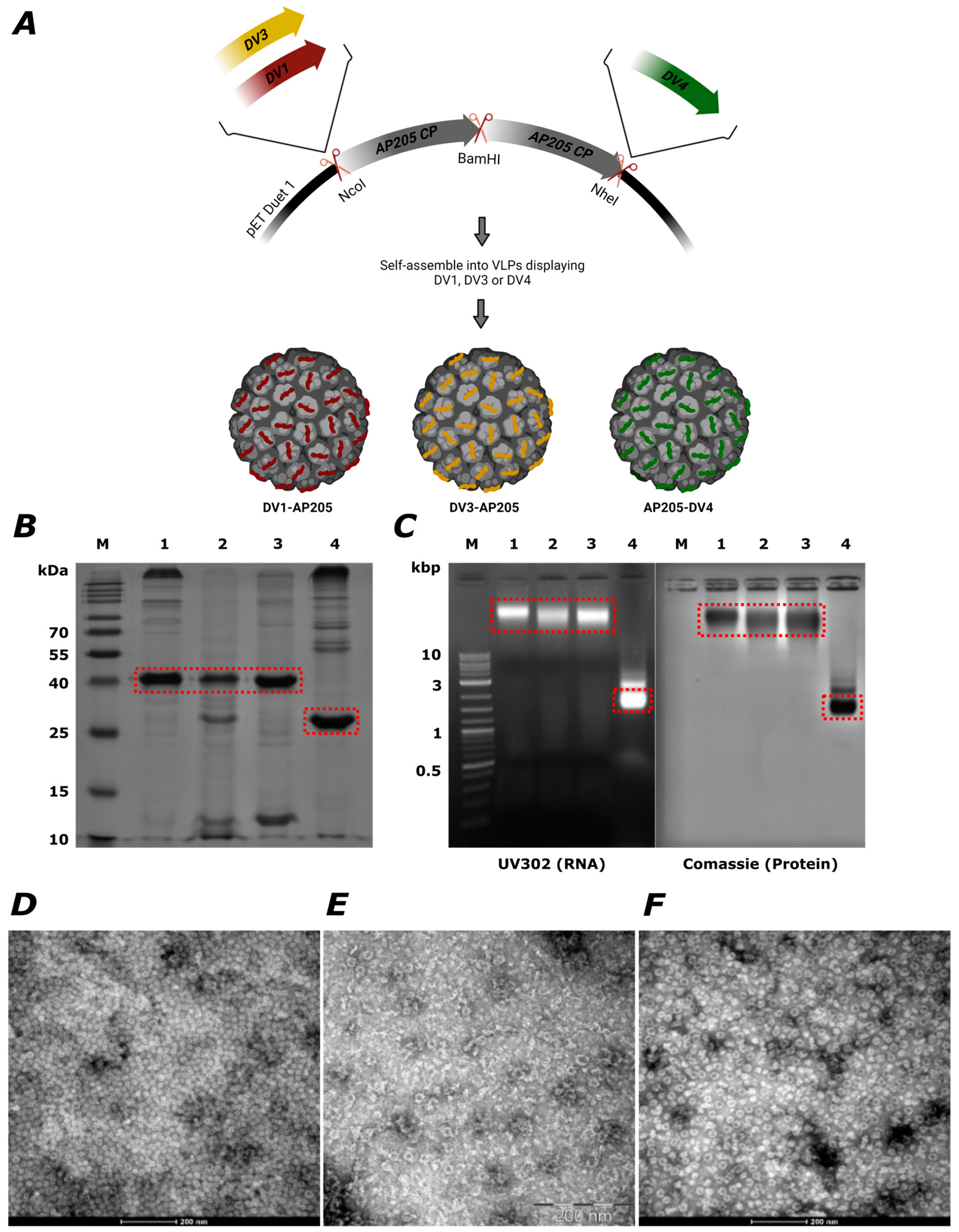 Preclinical Evaluation of Novel Sterically Optimized VLP-Based Vaccines ...