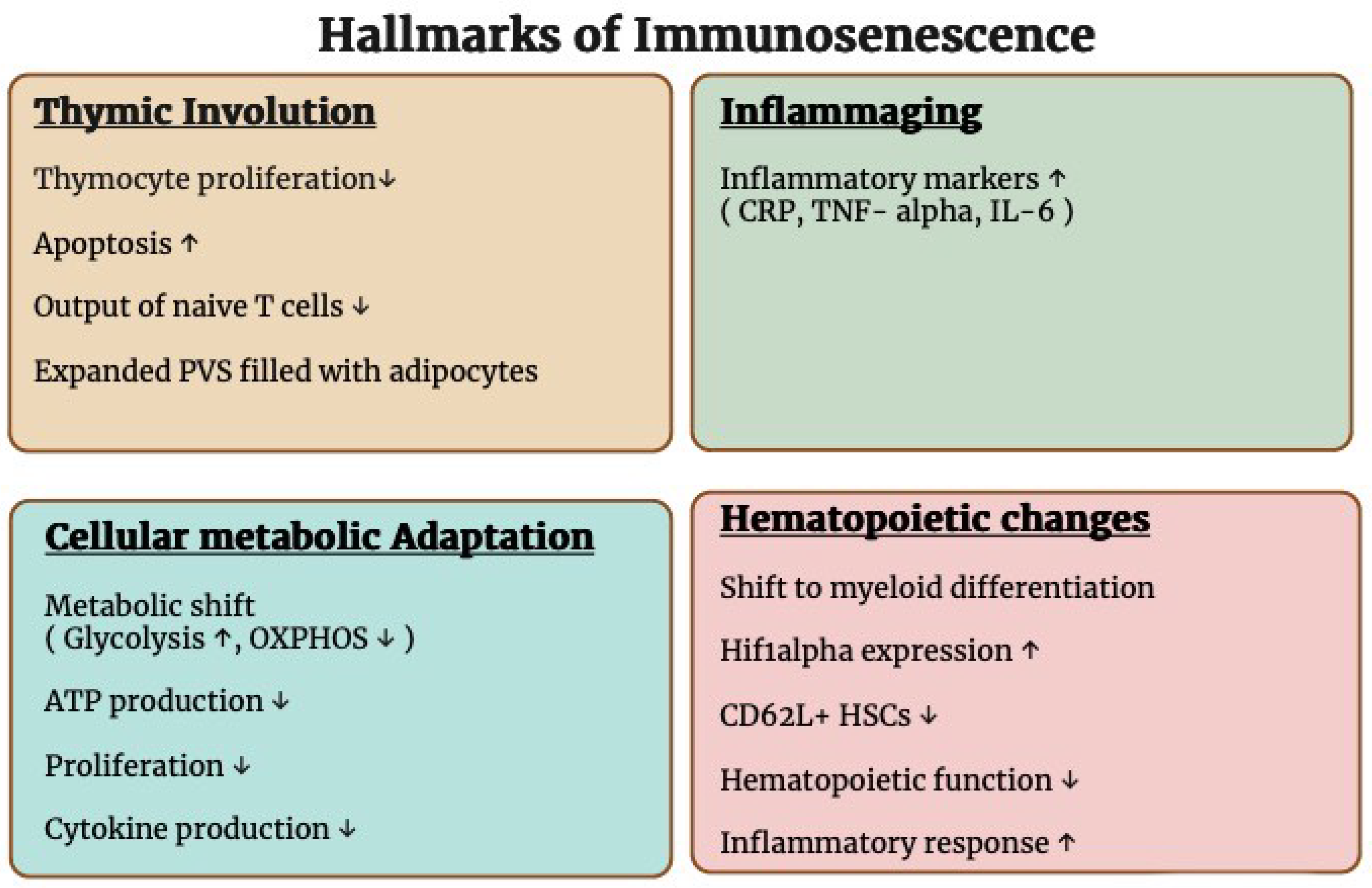Immunosenescence: Aging and Immune System Decline | MDPI