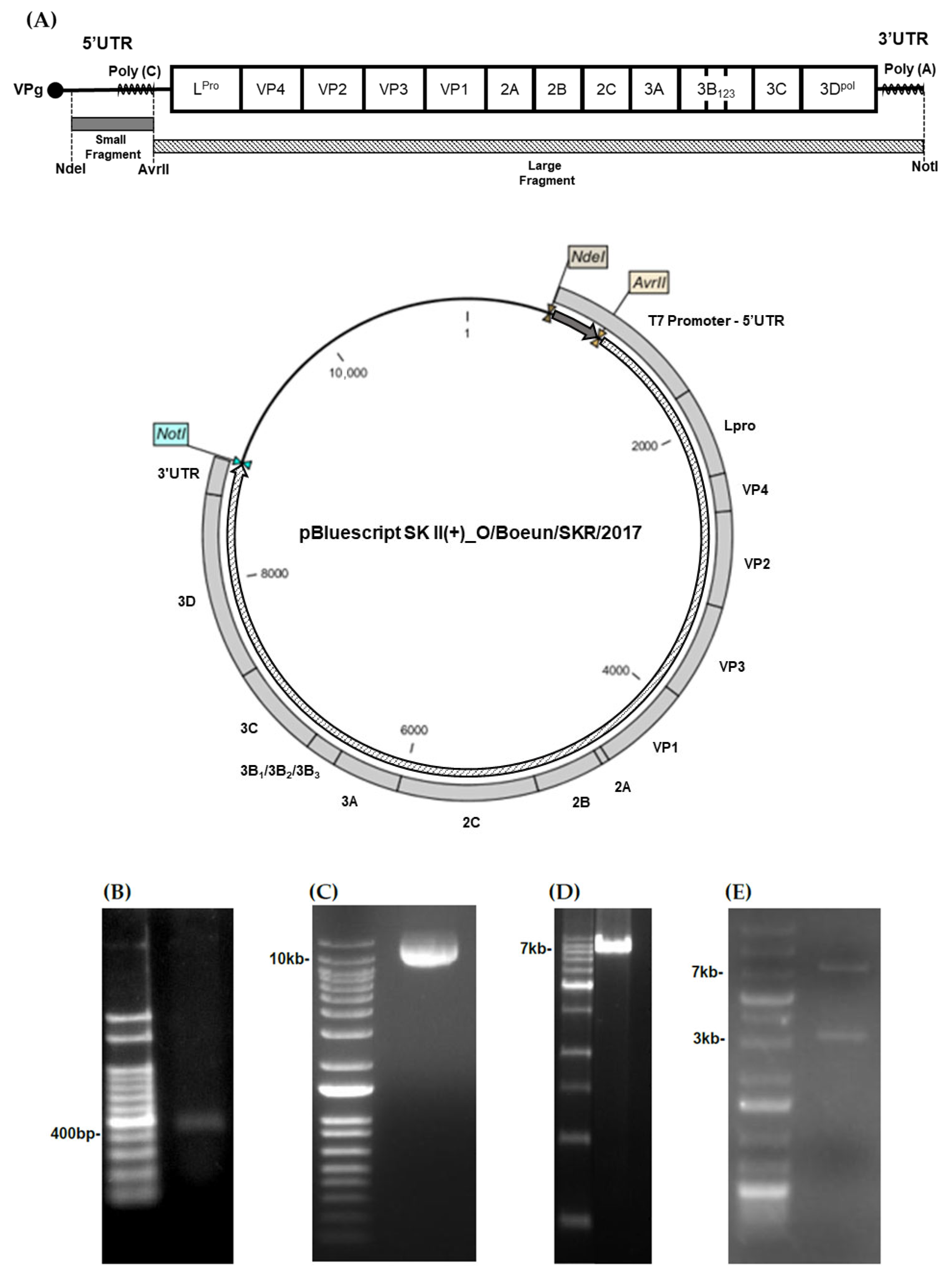 Construction of a Full-Length Infectious Clone Derived from Type O Foot ...