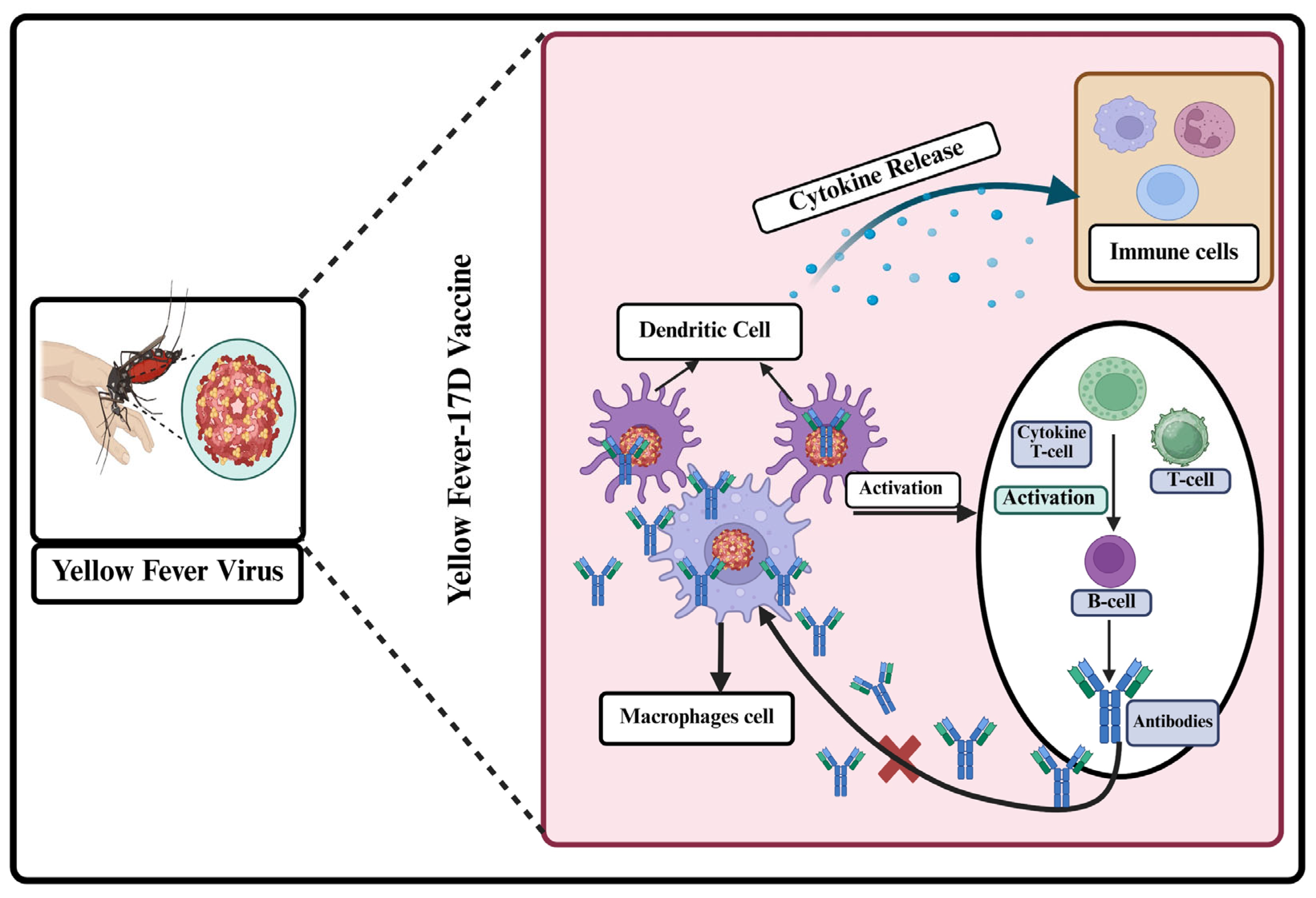 The Yellow Fever Vaccine Journey: Milestones and Future Directions | MDPI