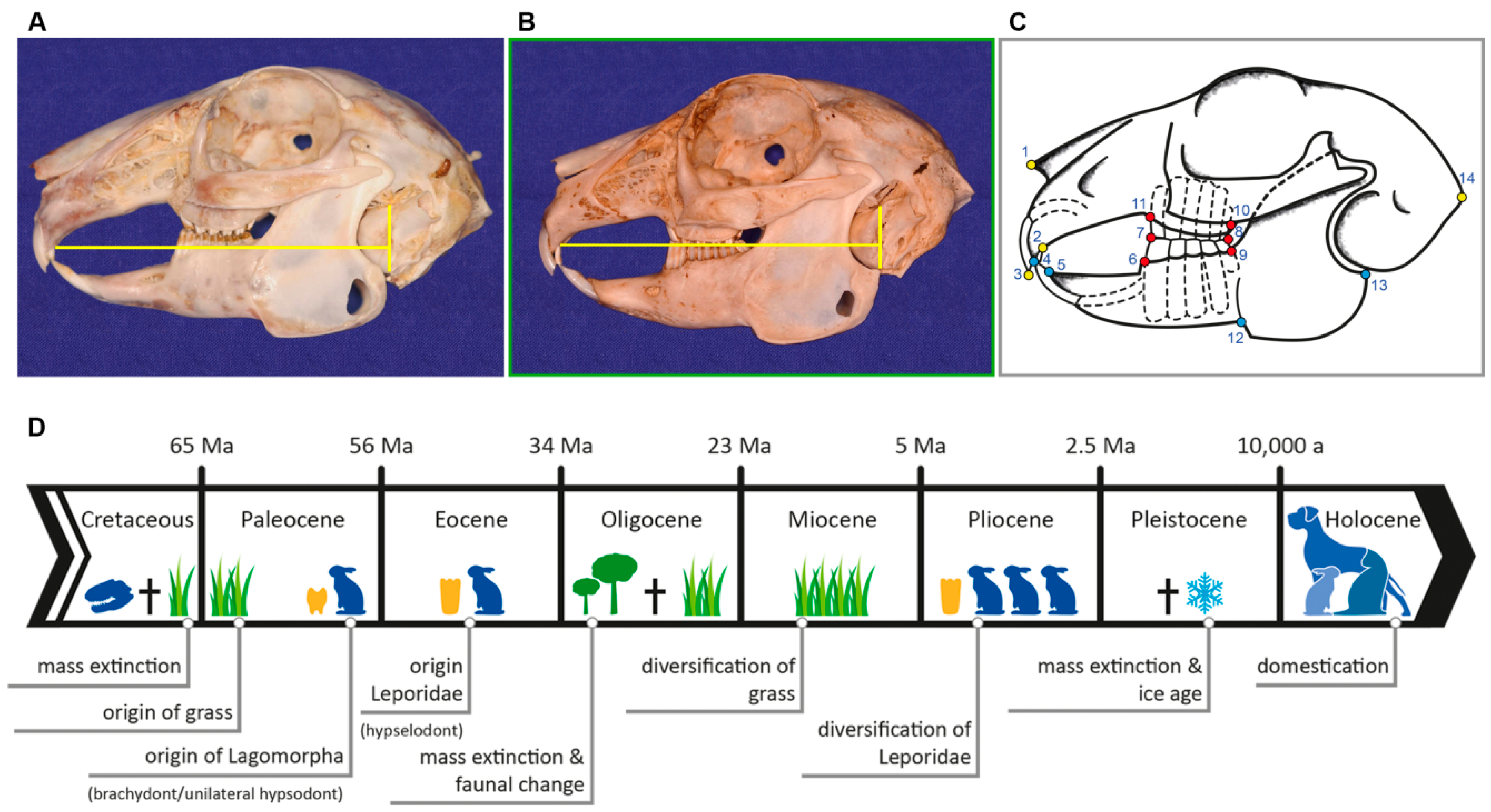 Shape Variation in the Craniomandibular System and Prevalence of Dental ...
